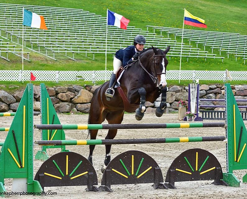 Excellent Balou Dutch Warmblood Equitation