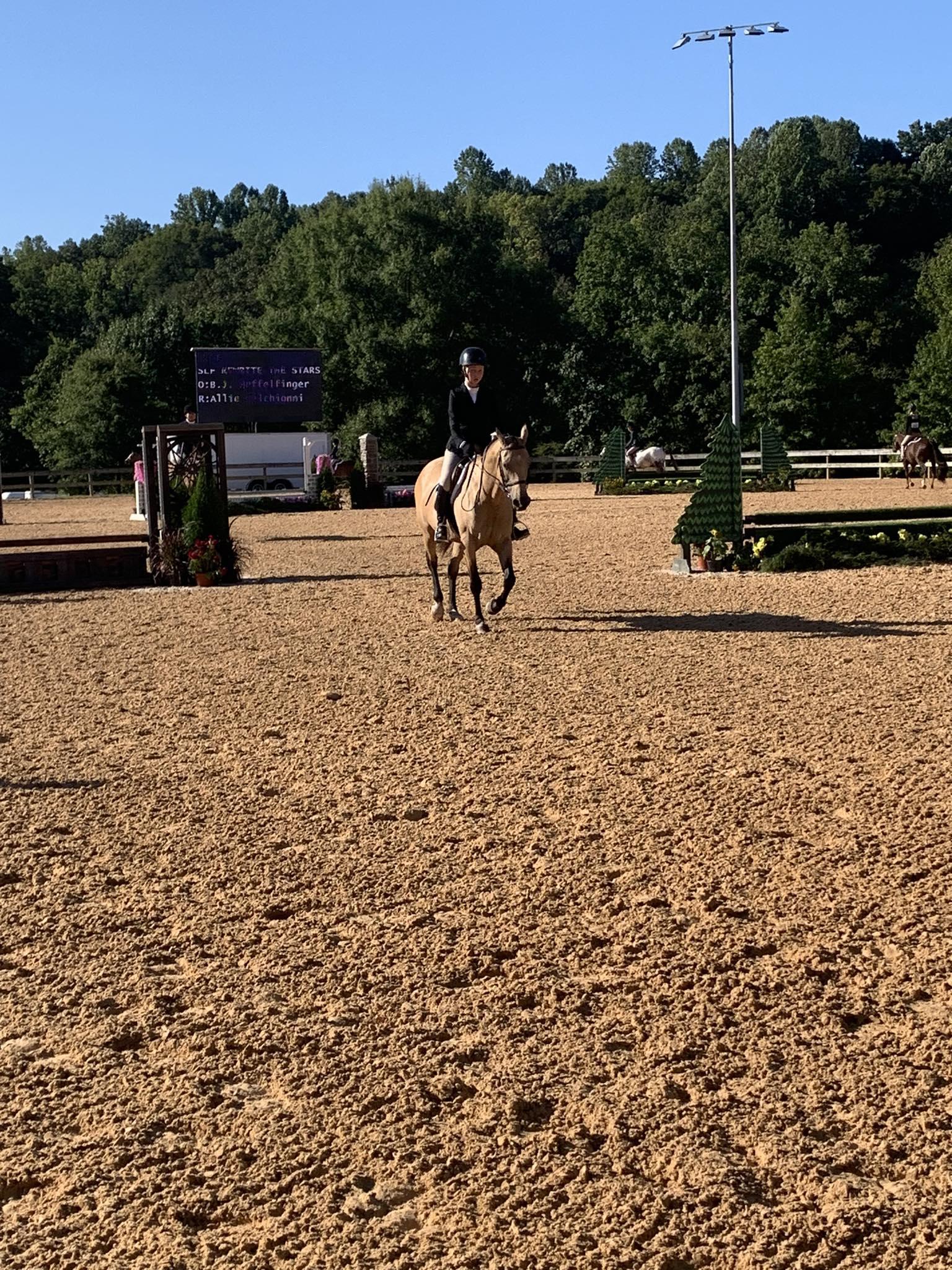 Hollywood Halo Other Breed Hunter