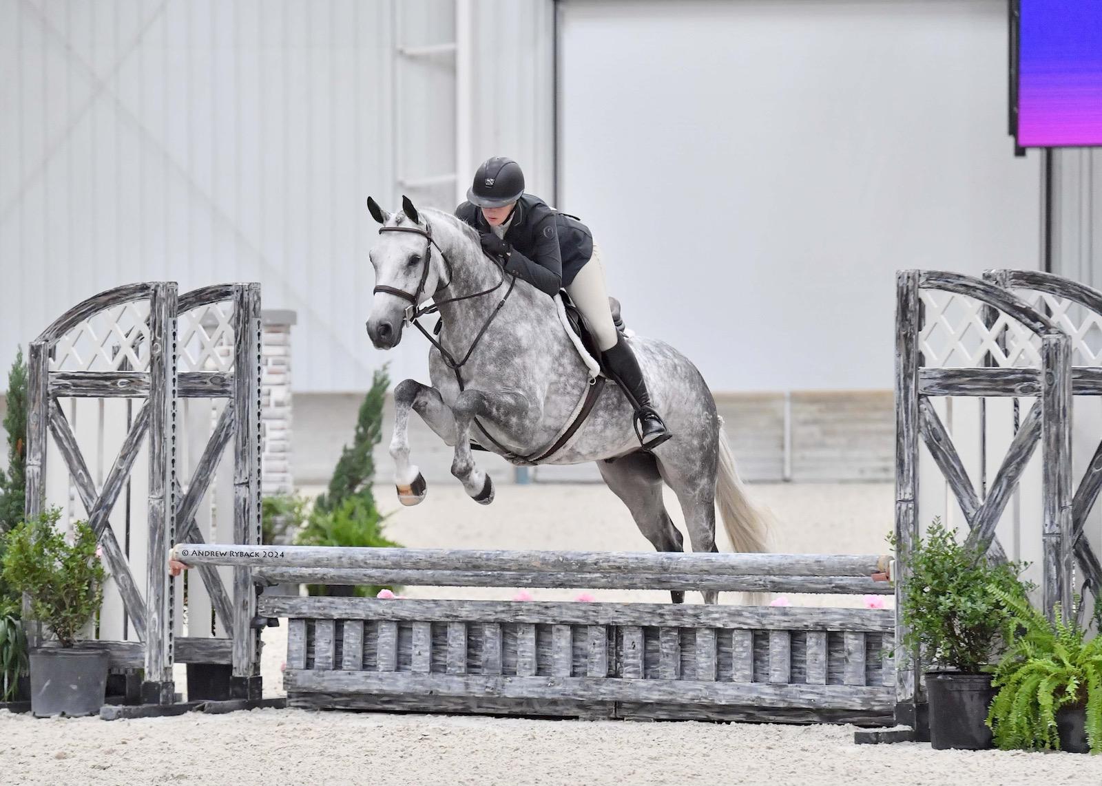 Talk to me Goose Holsteiner Hunter