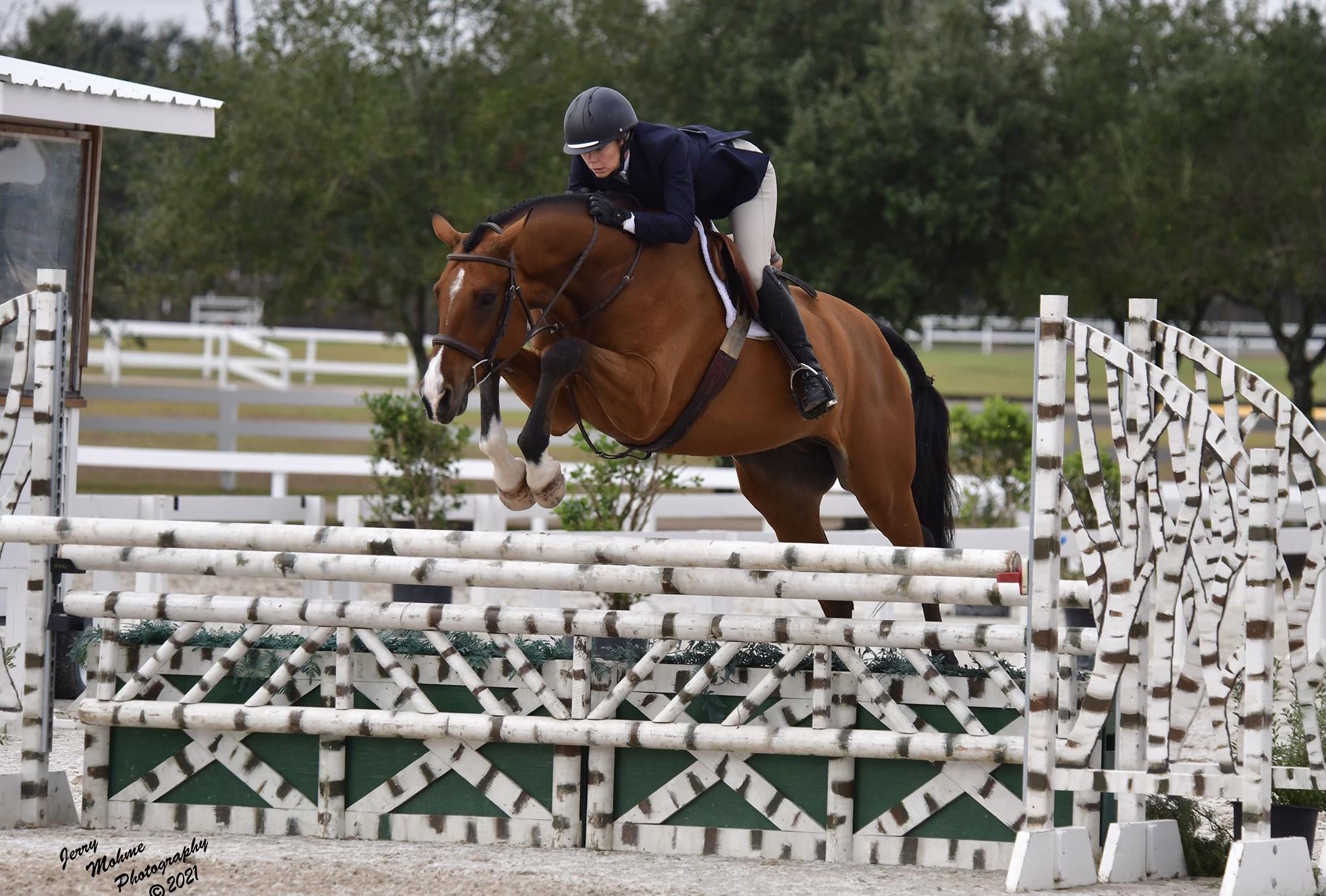 Hastings Warmblood Hunter