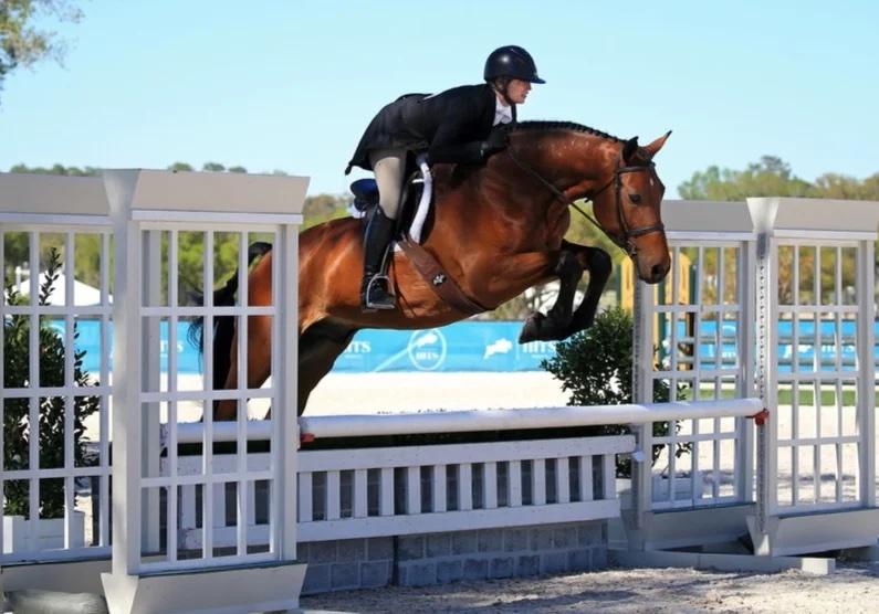 VDL Felton Warmblood Hunter