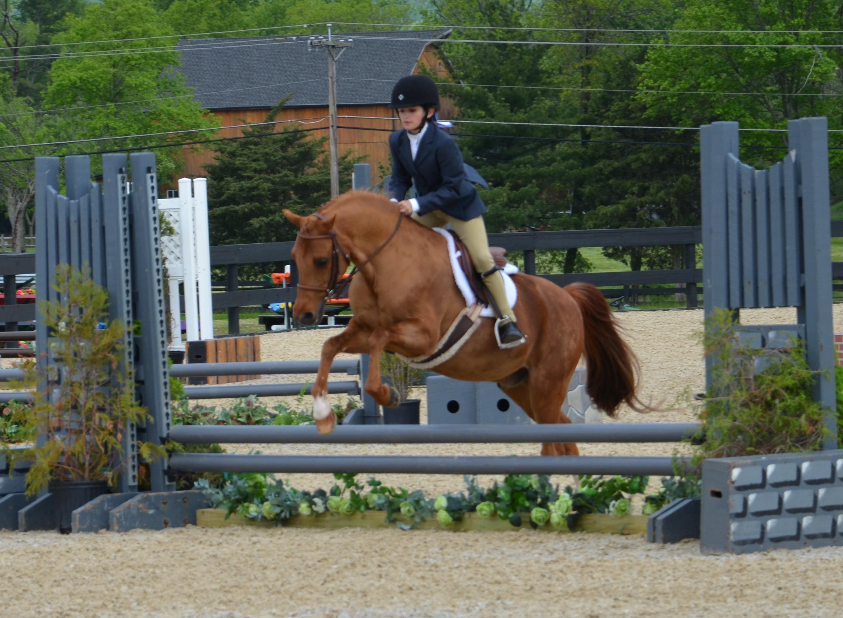 Clifford Welsh Pony