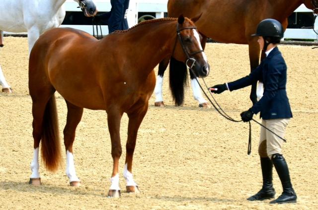 Large Ponies Available Warmblood Hunter