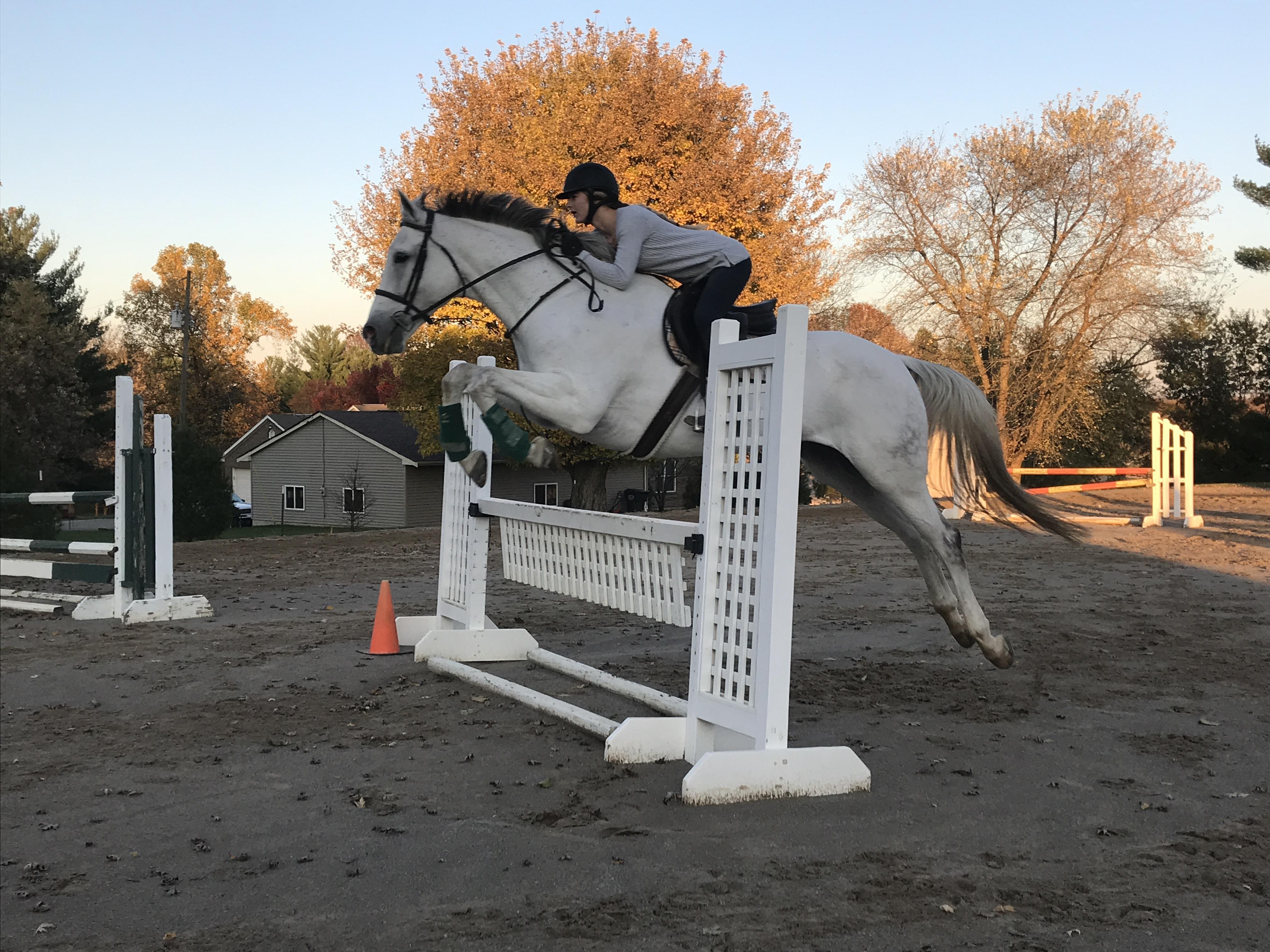 Khaleesi Trakehner Jumper