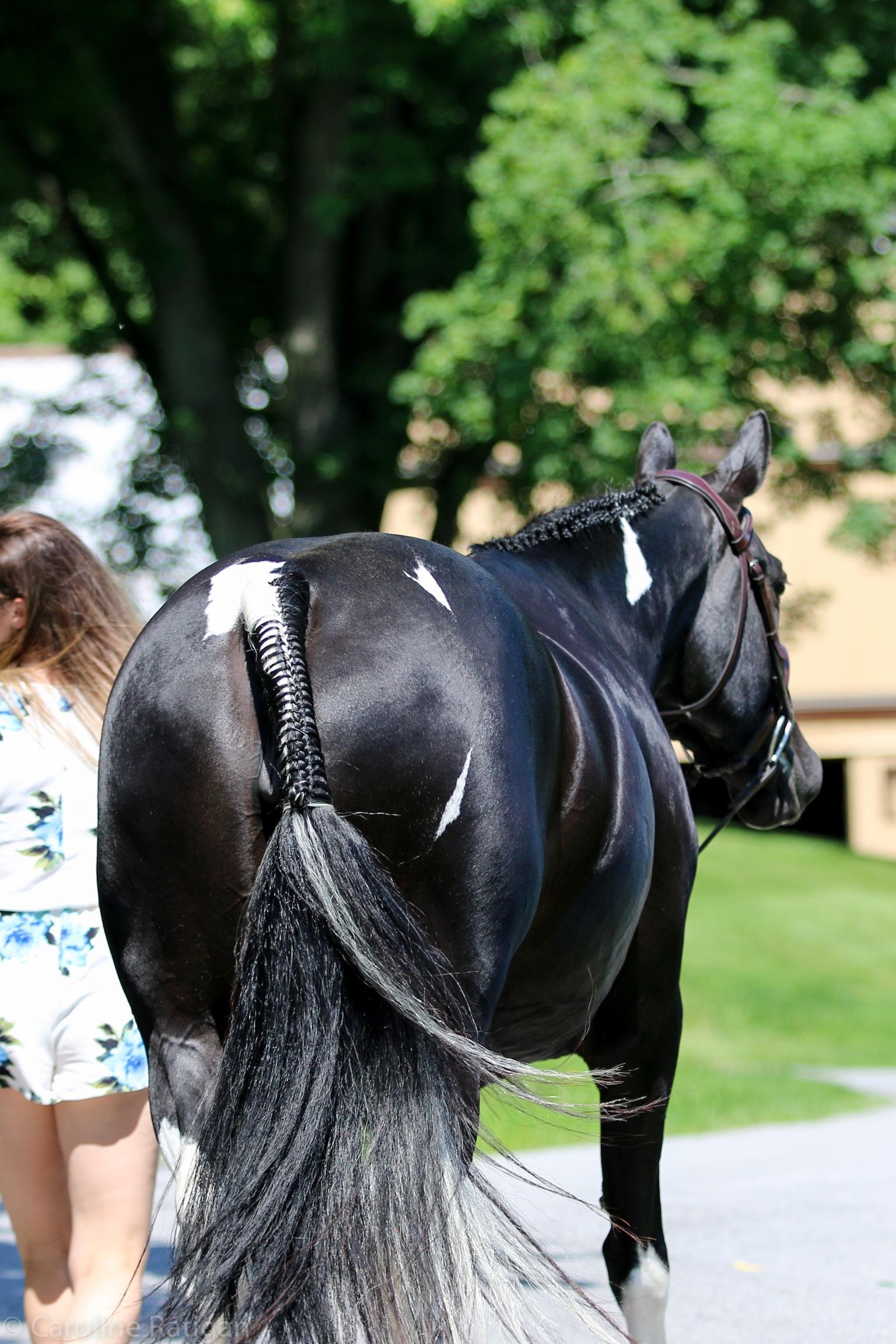 Quite A Gem Paint Hunter