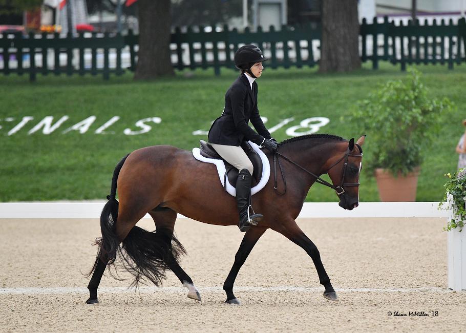 Benlea Fancy Lass Welsh Pony Hunter