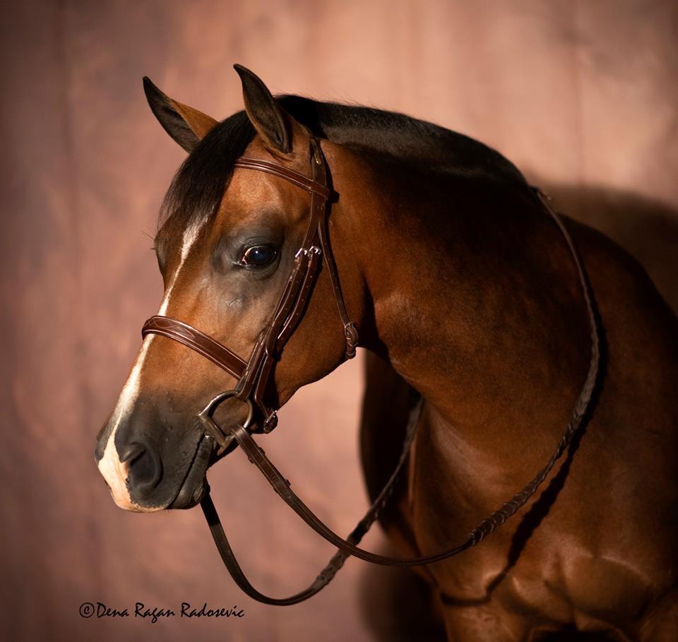 Benlea Fancy Lass Welsh Pony Hunter
