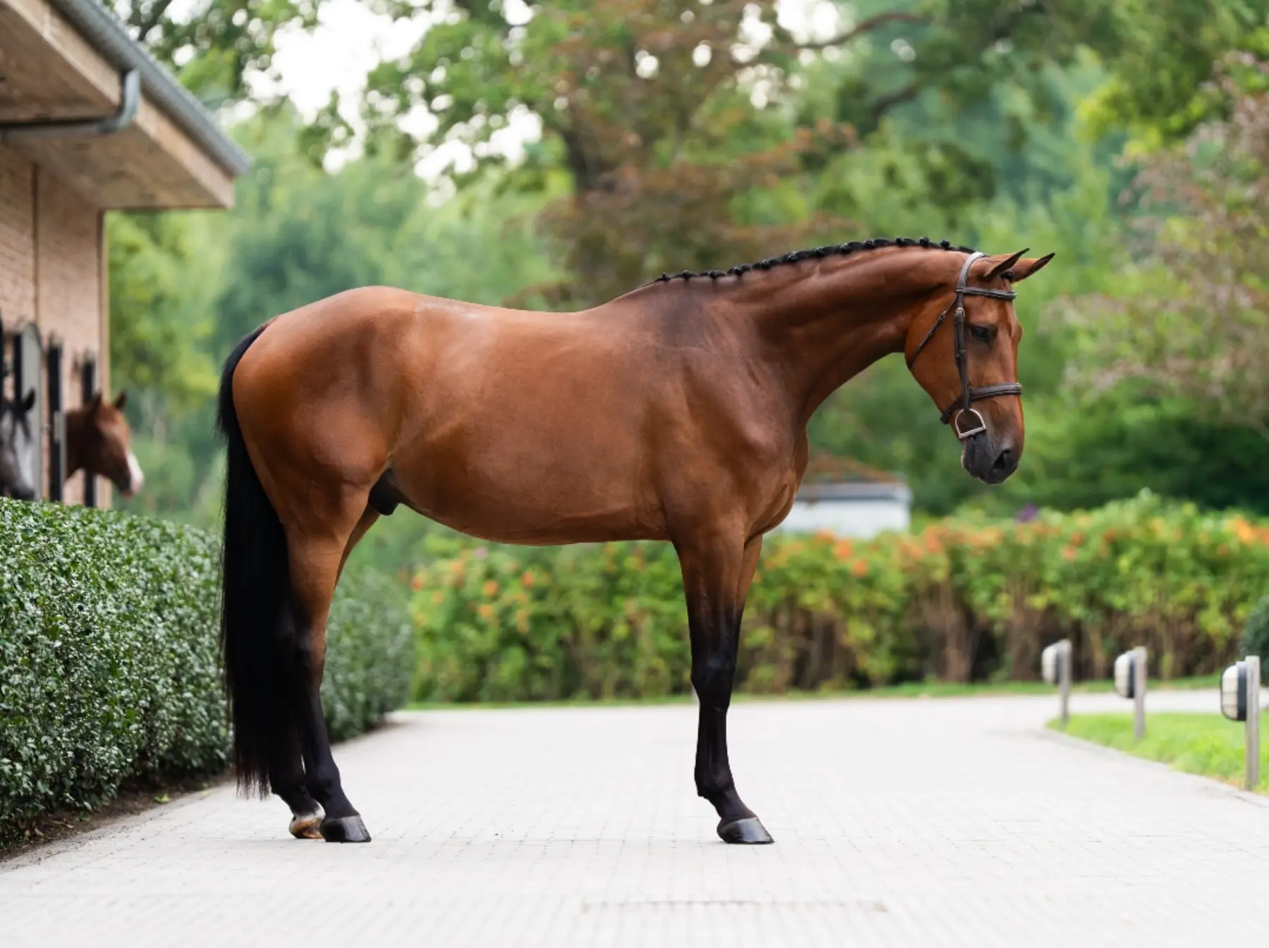 Uno Zangersheide Hunter