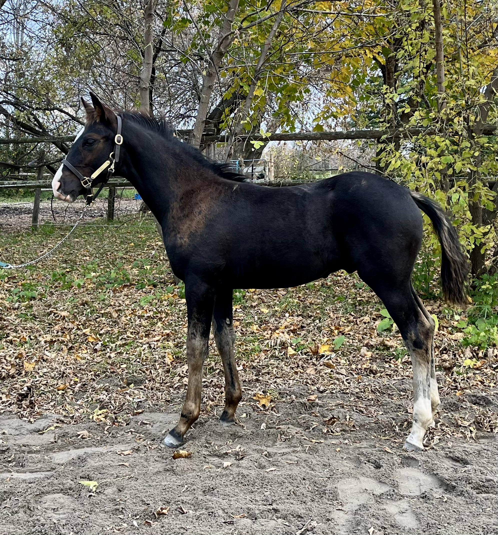 Derecho SS Hanoverian Hunter