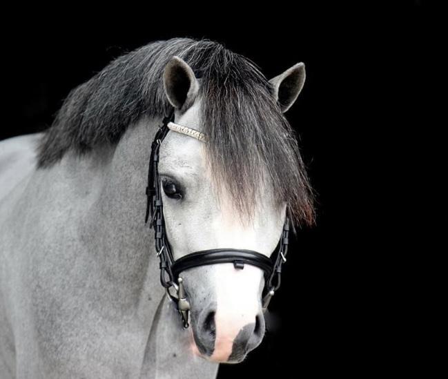 Captain Oats Welsh Pony Hunter
