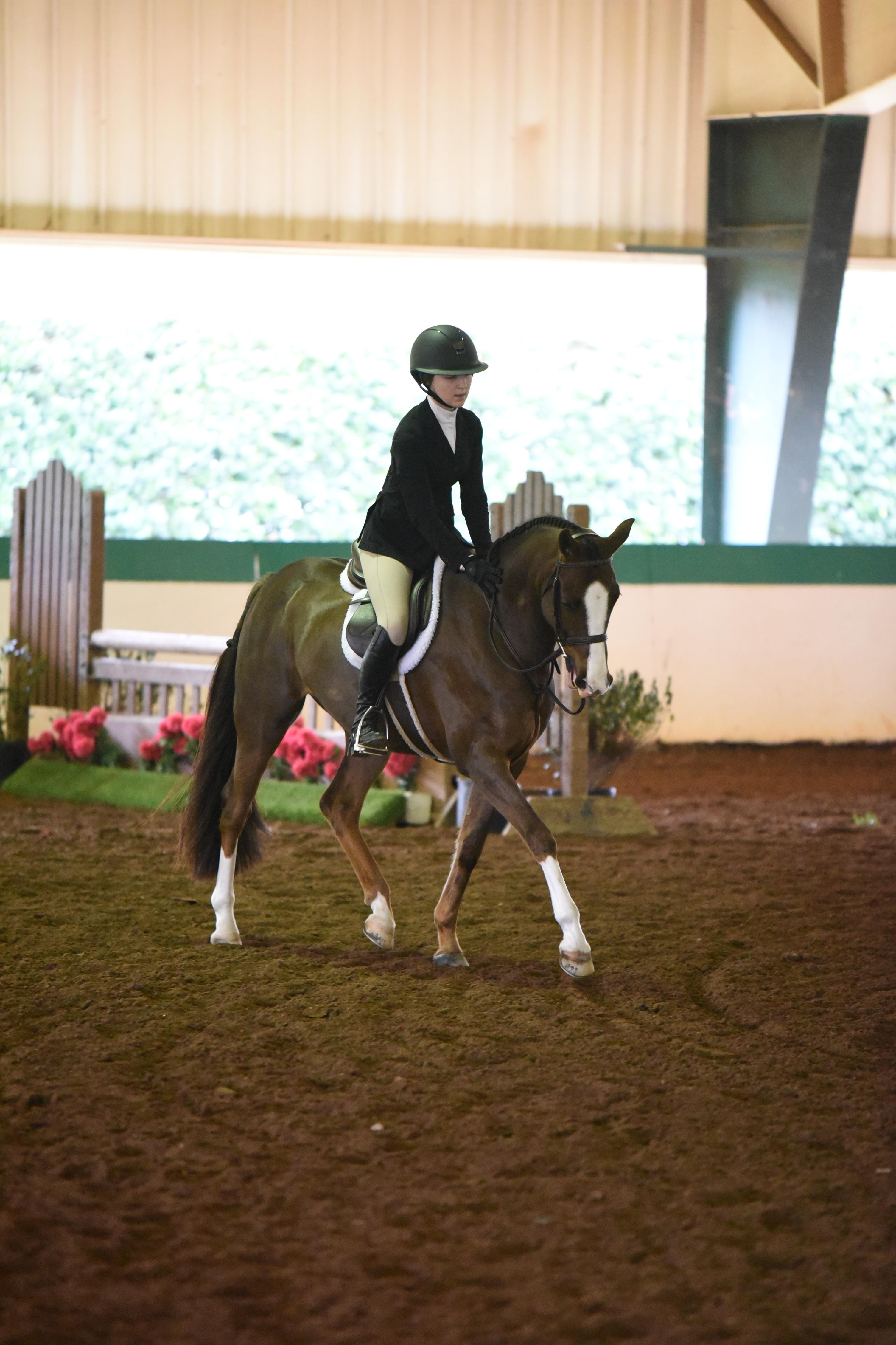 Rhiannon’s Red Oak Welsh Cross Hunter