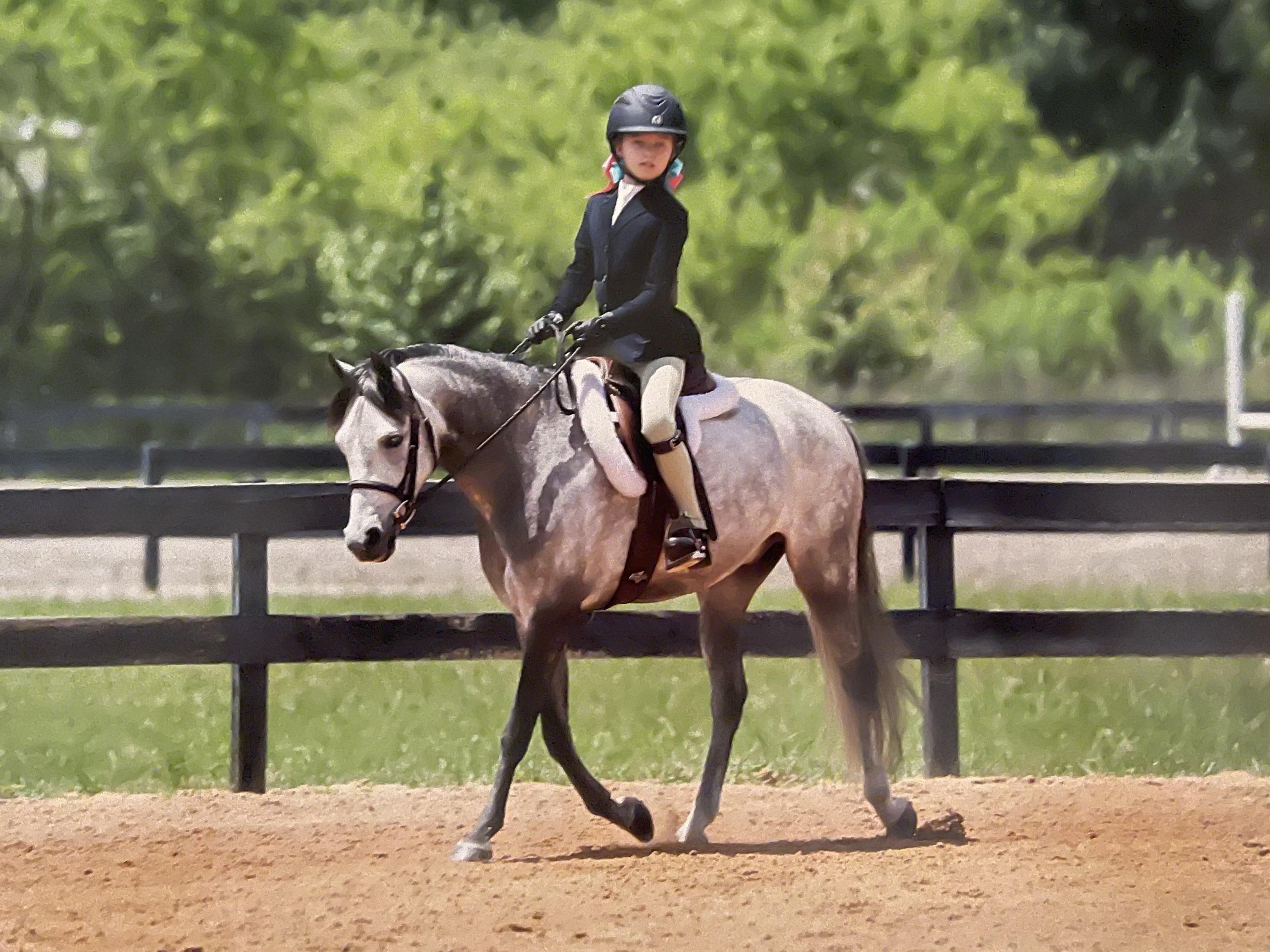 Little Blue Boy Welsh Pony Hunter