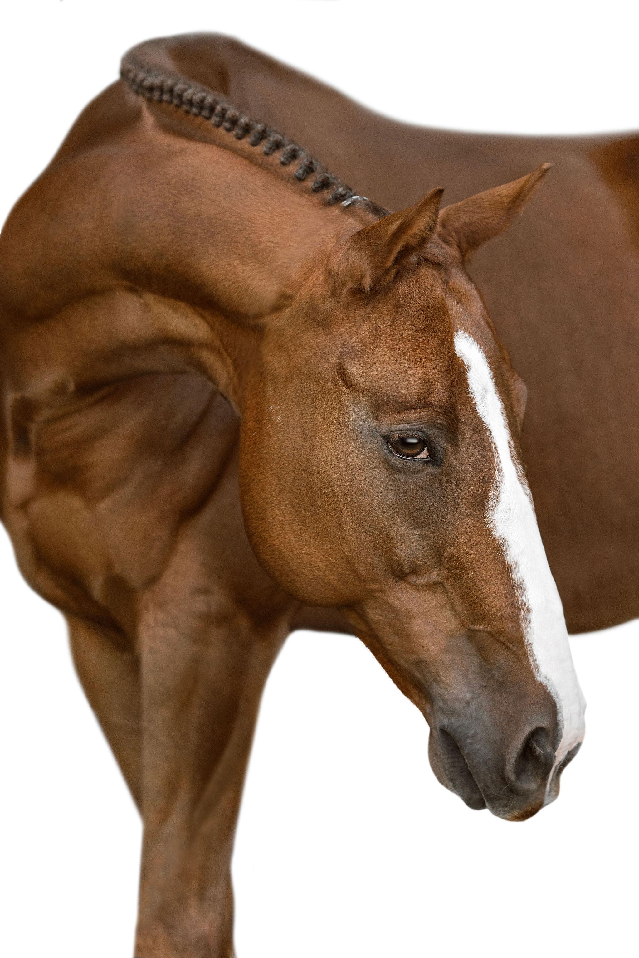 Tetelestai Wsh American Warmblood Jumper