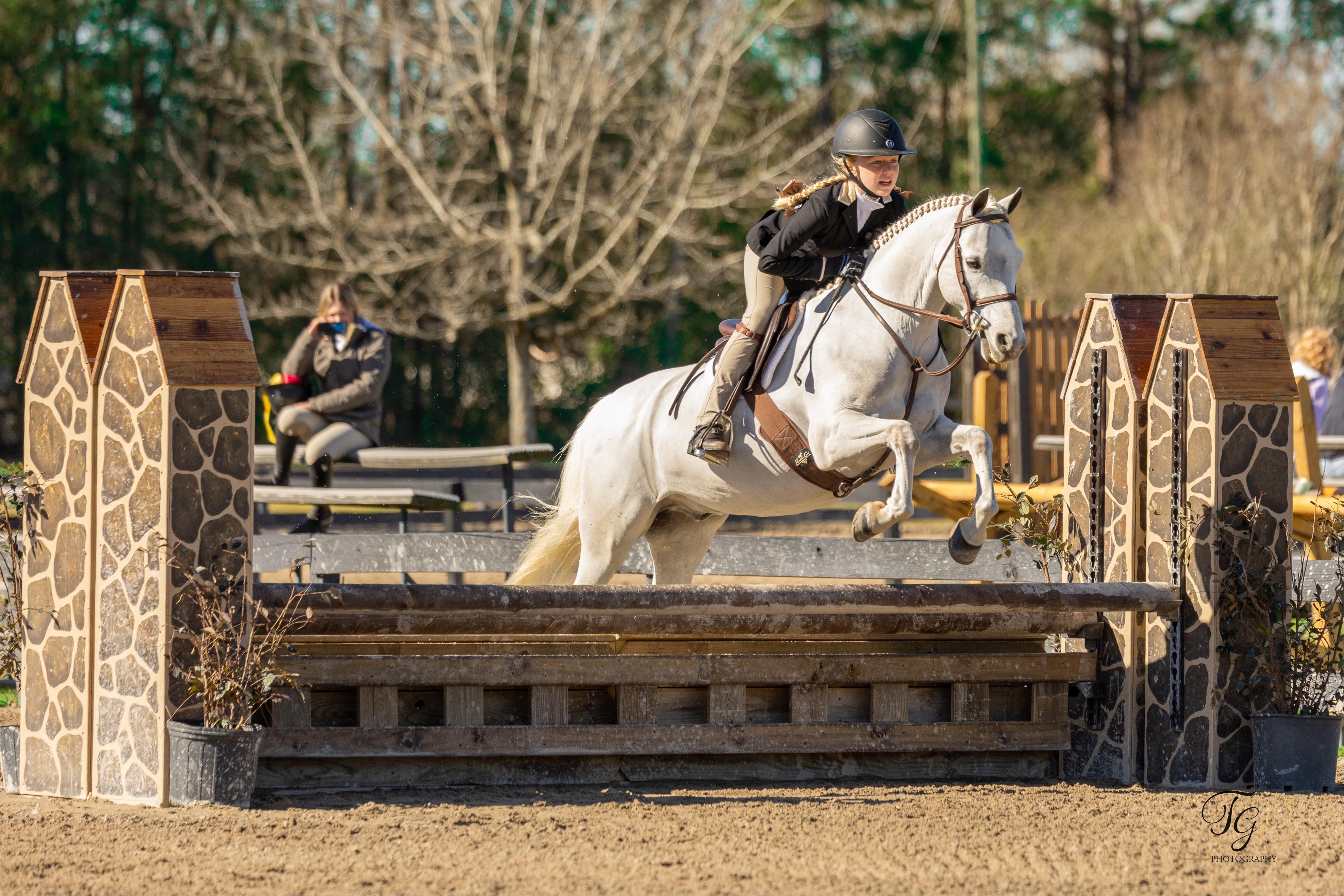 May-B Tango Welsh Pony Hunter