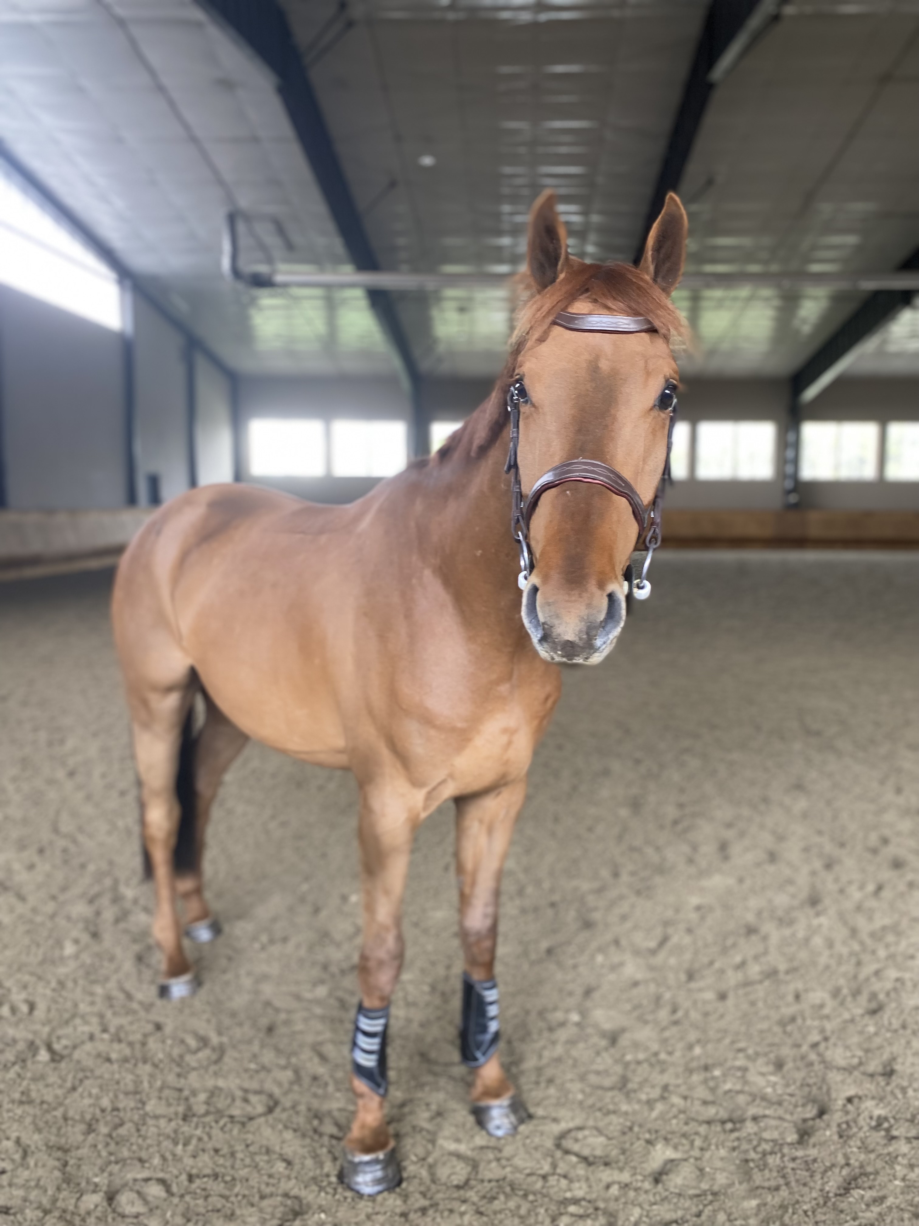 Classified Star Canadian Warmblood