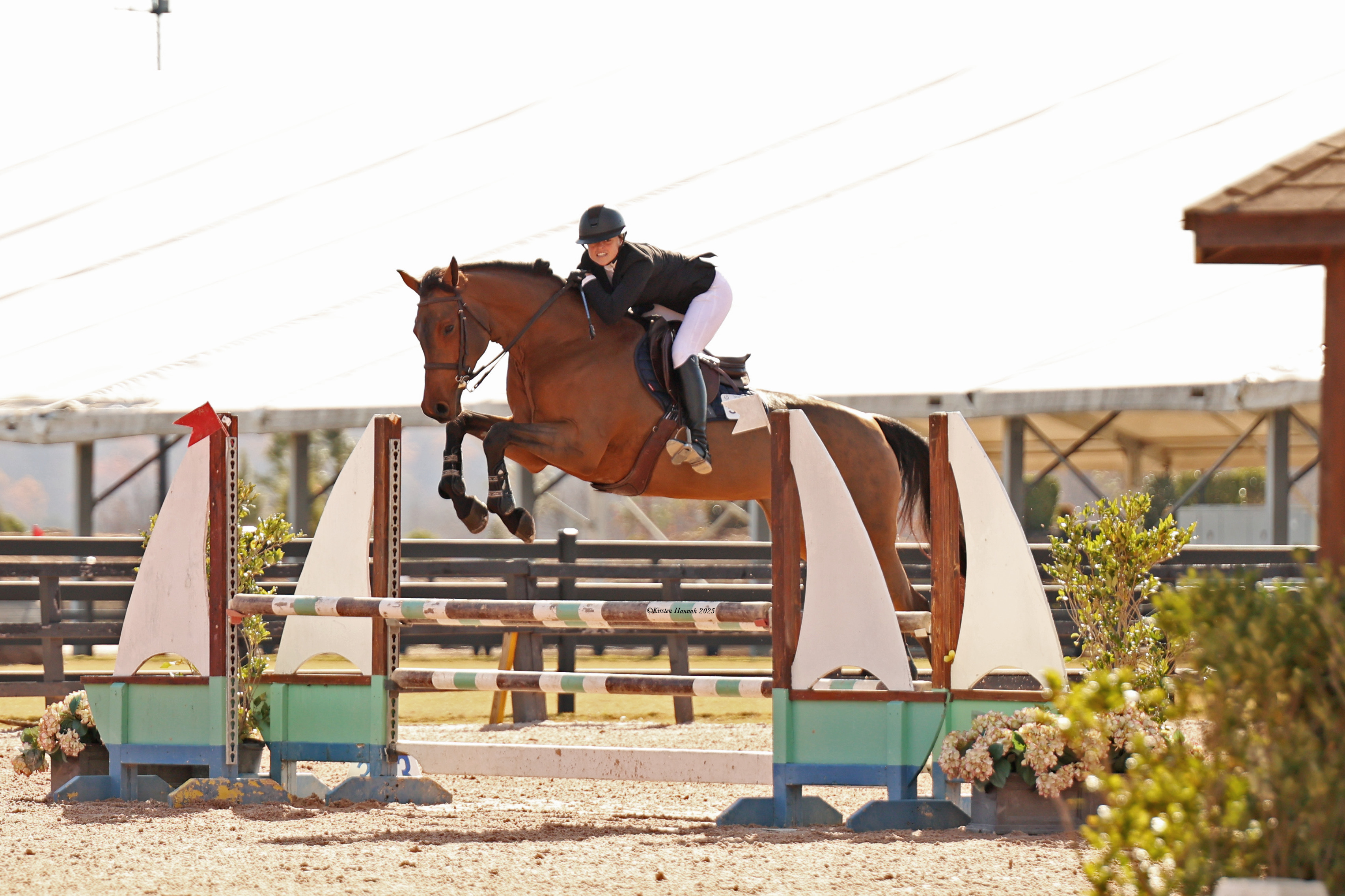 Miss Coconut Warmblood Jumper