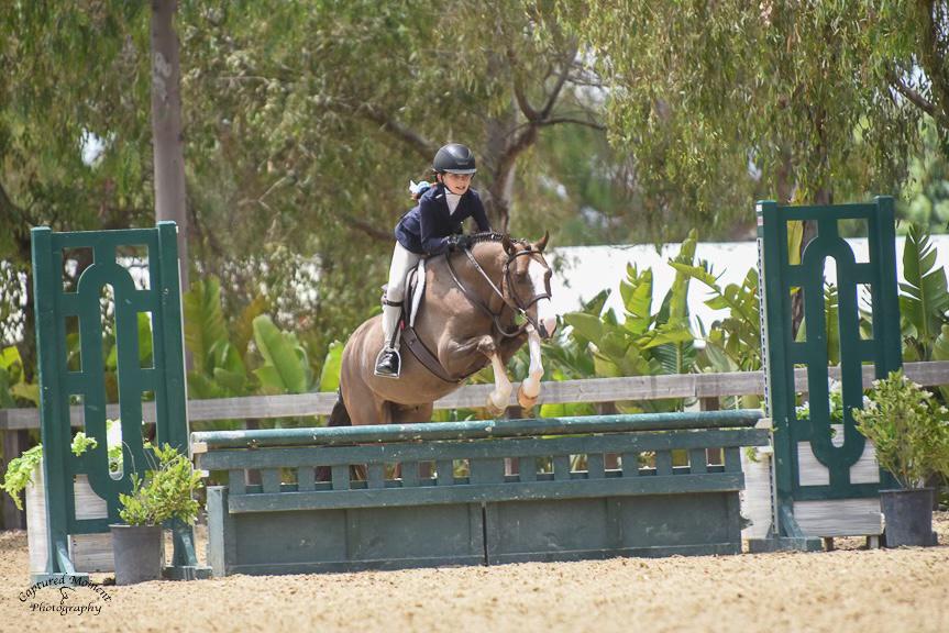 Whispering Marquis Welsh Pony Hunter