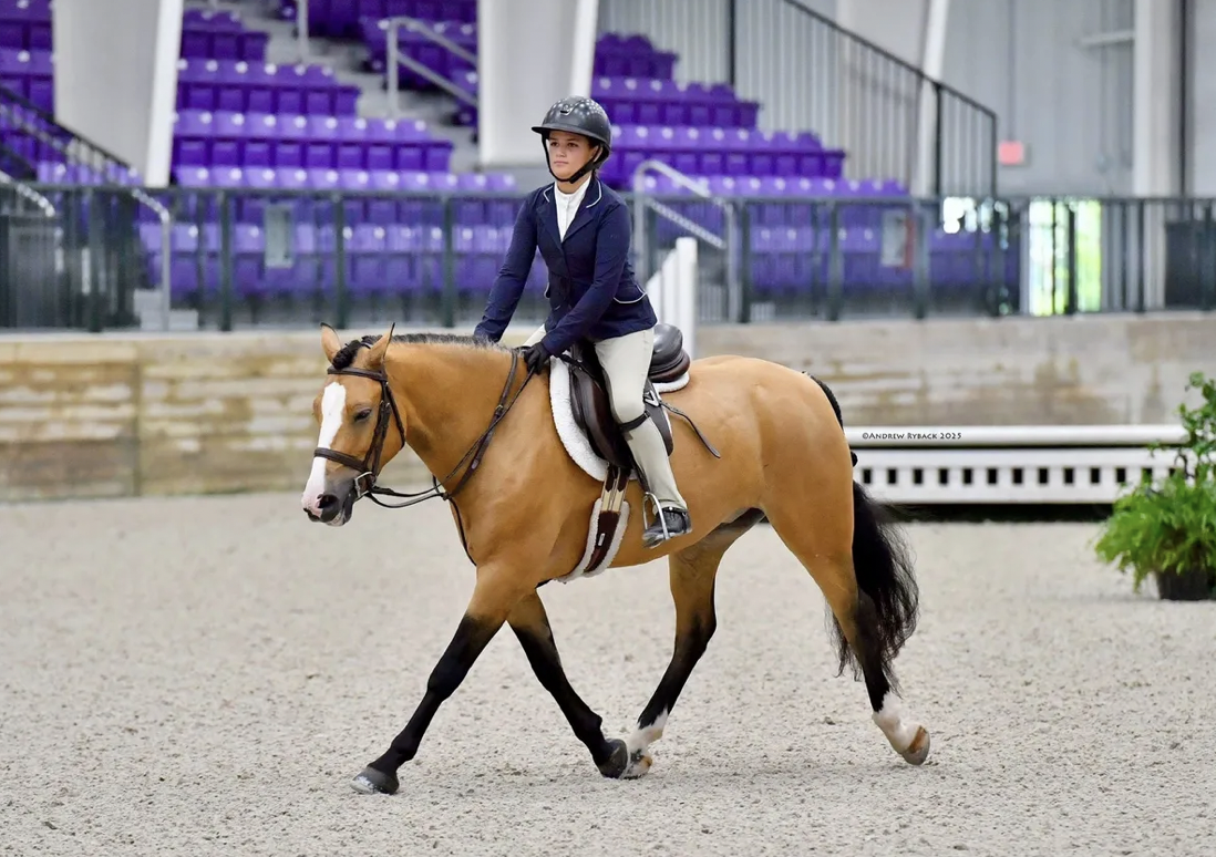 SH Peter Pan Other Breed Hunter