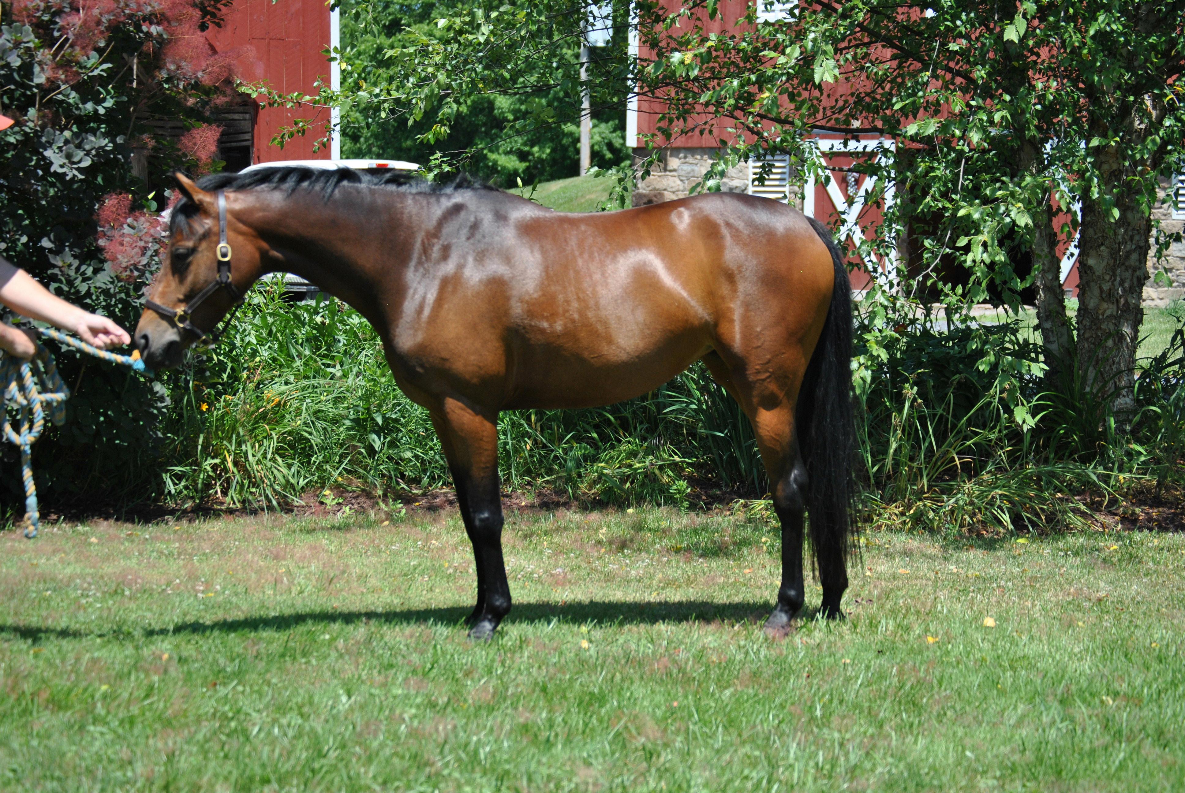 Stonegate Magic Myrtle American Sport Pony Hunter