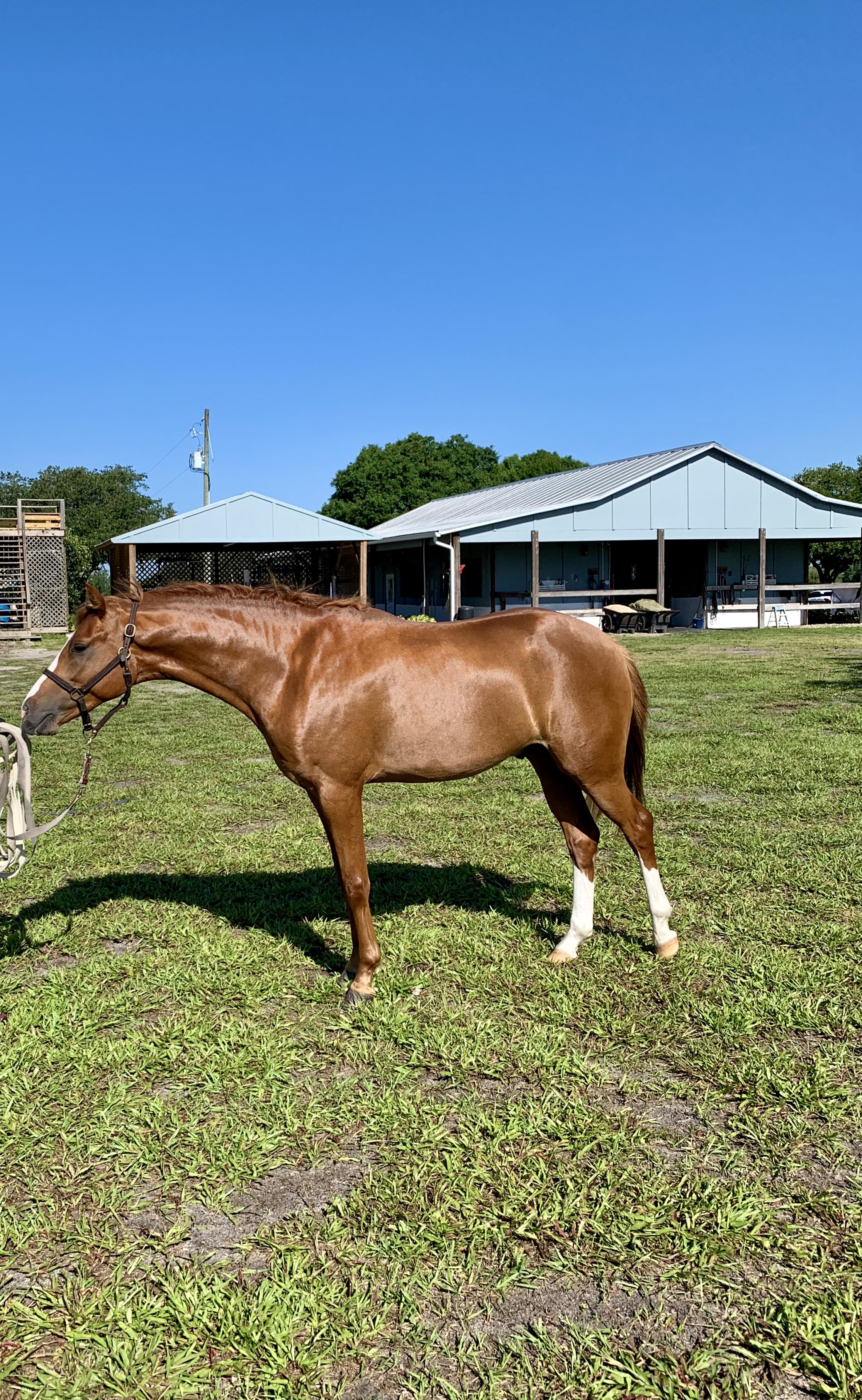 Dragon Power Westphalian Hunter