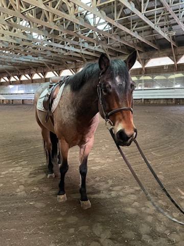 Java Other Pony Breed Hunter