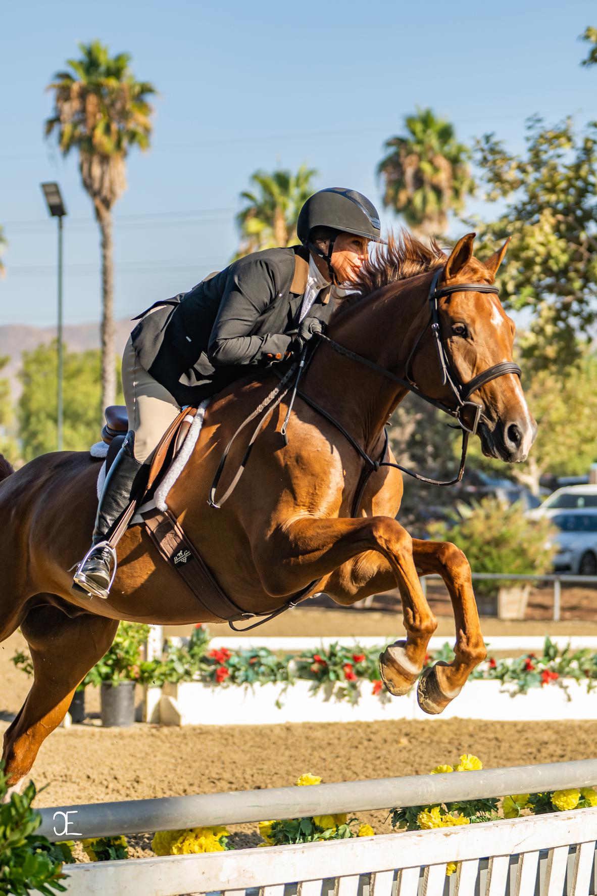 Ballarino VCF Hanoverian Hunter