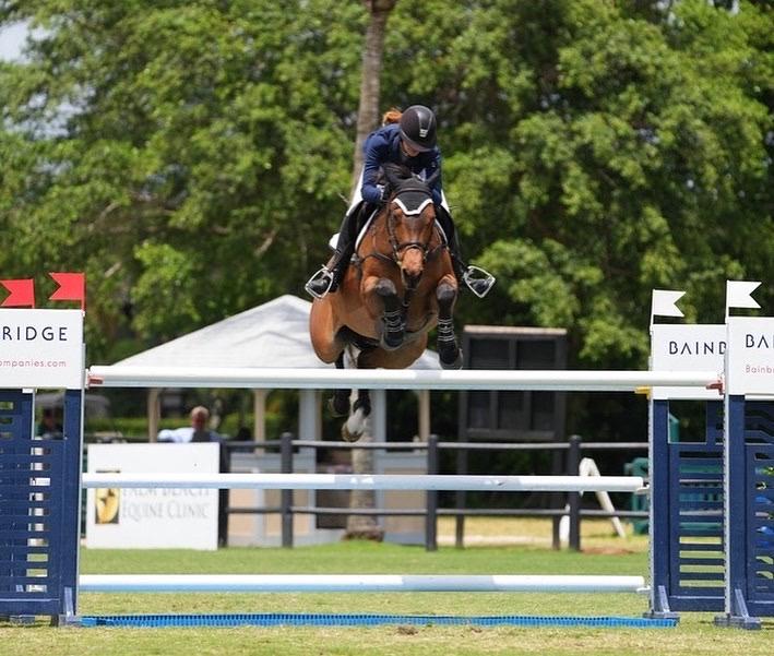 Adare Ya To Irish Sport Horse Jumper
