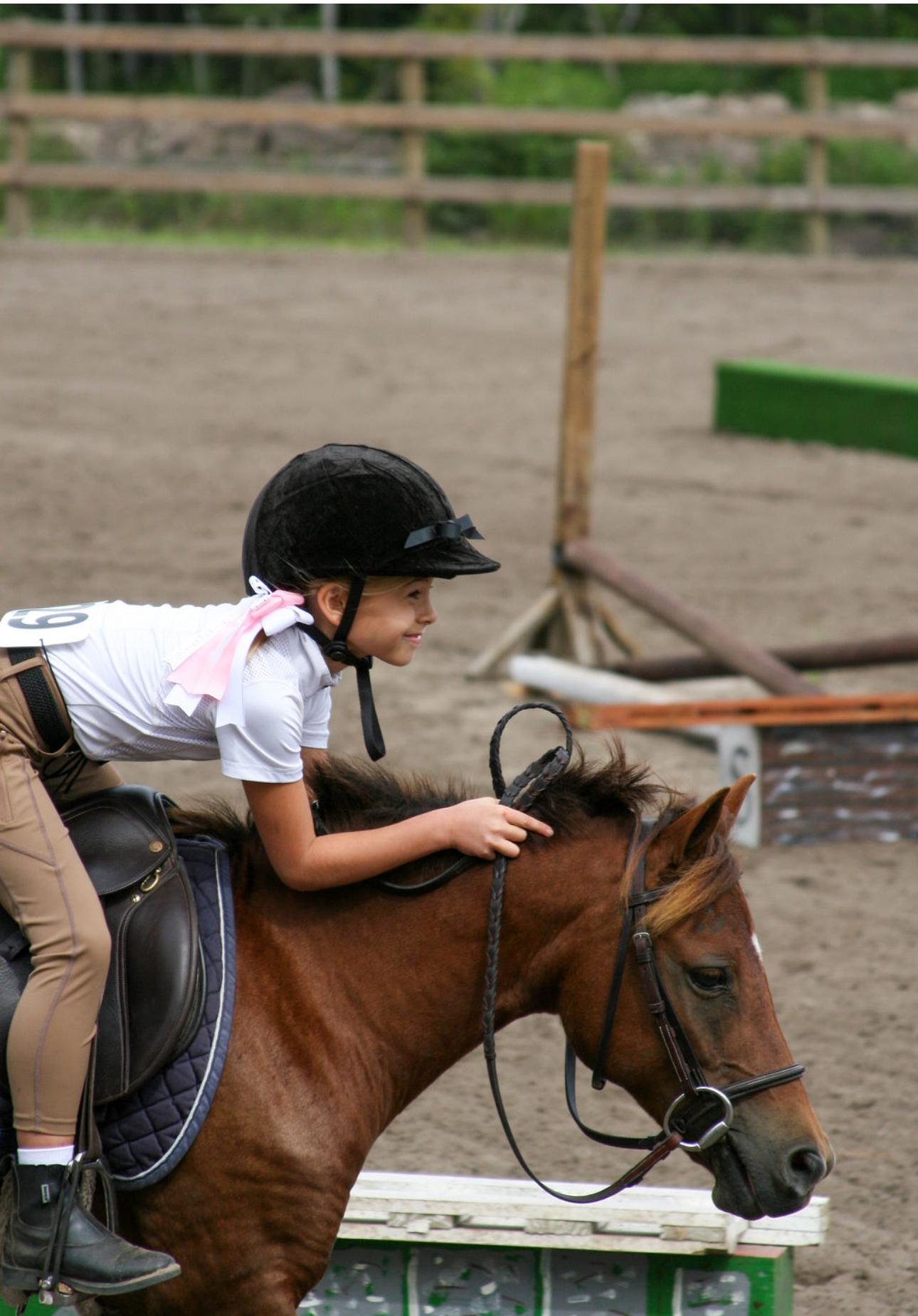 Pastry Puff Welsh Pony Hunter