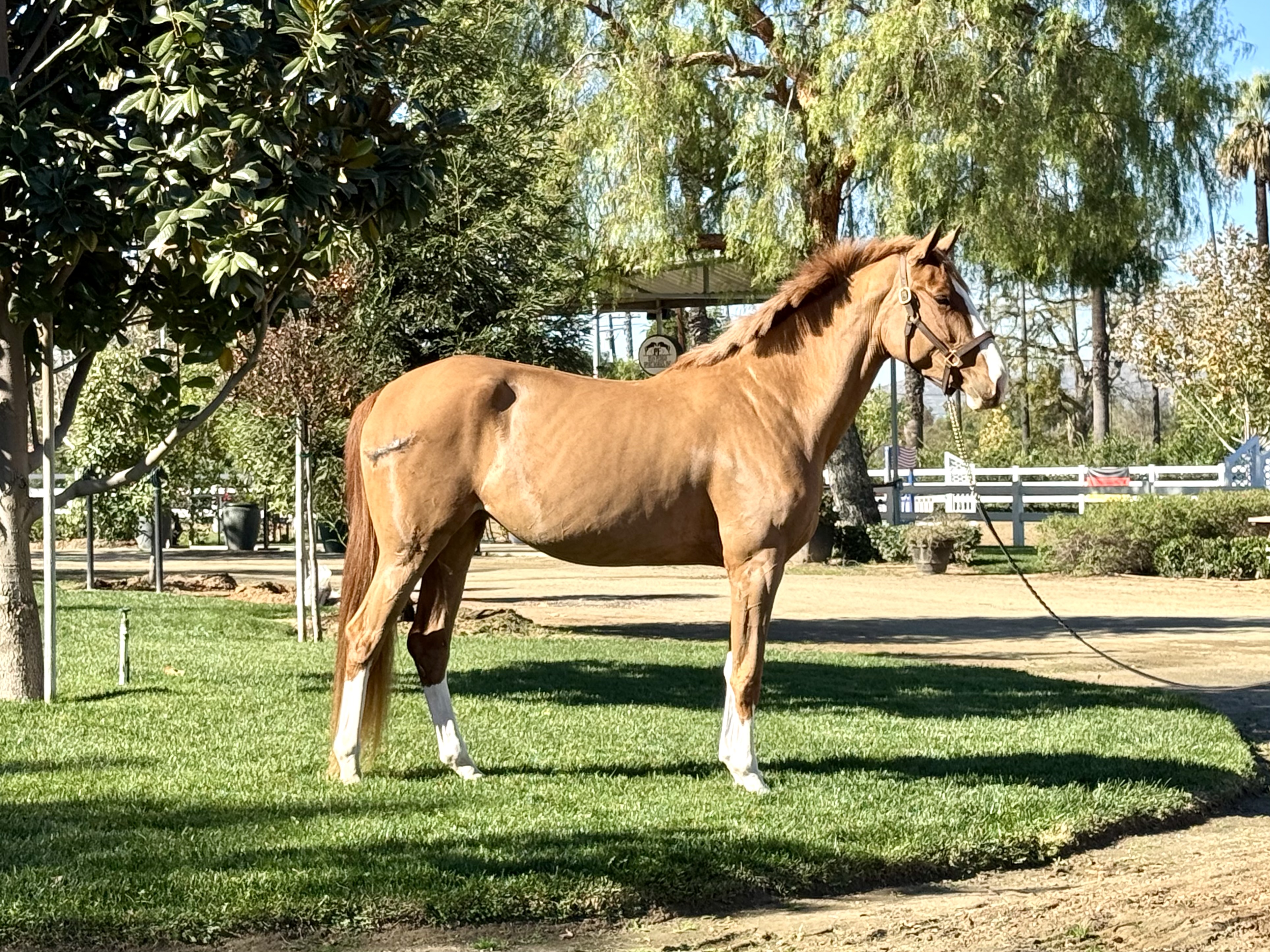 Angel PF Dutch Warmblood Jumper