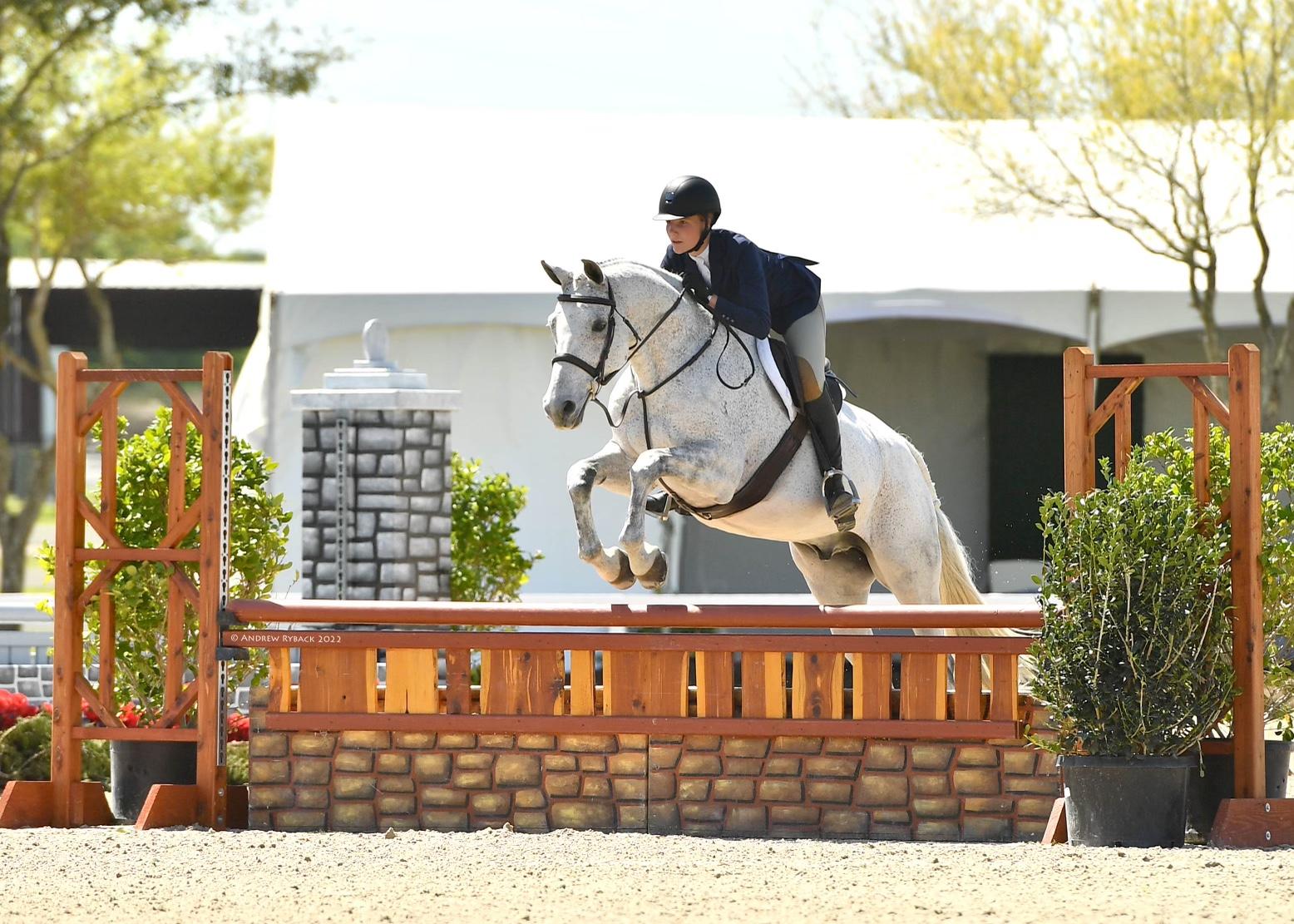 Vivaldi Warmblood Hunter