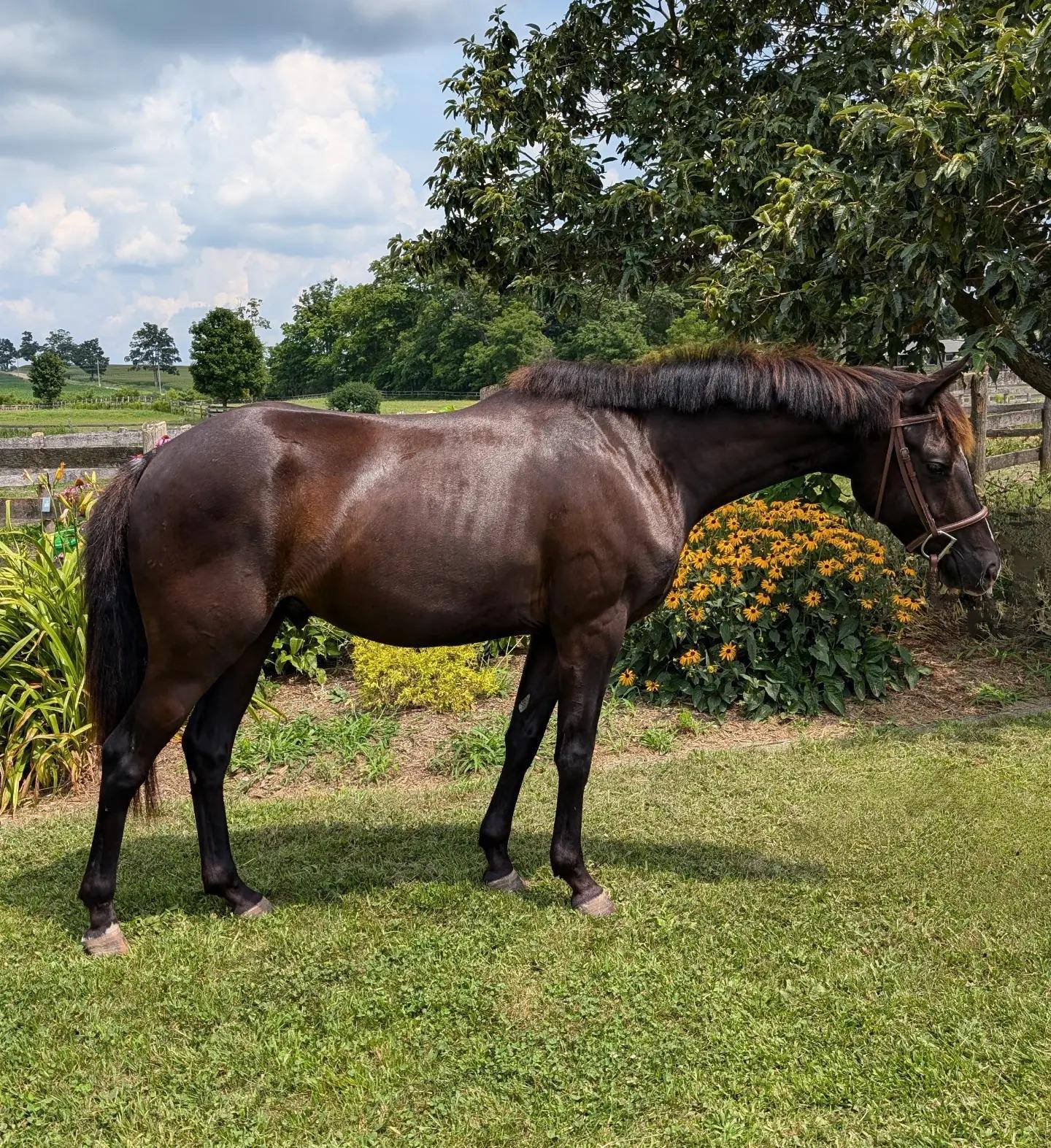 Ferrociously Blue KE Welsh Cross Hunter