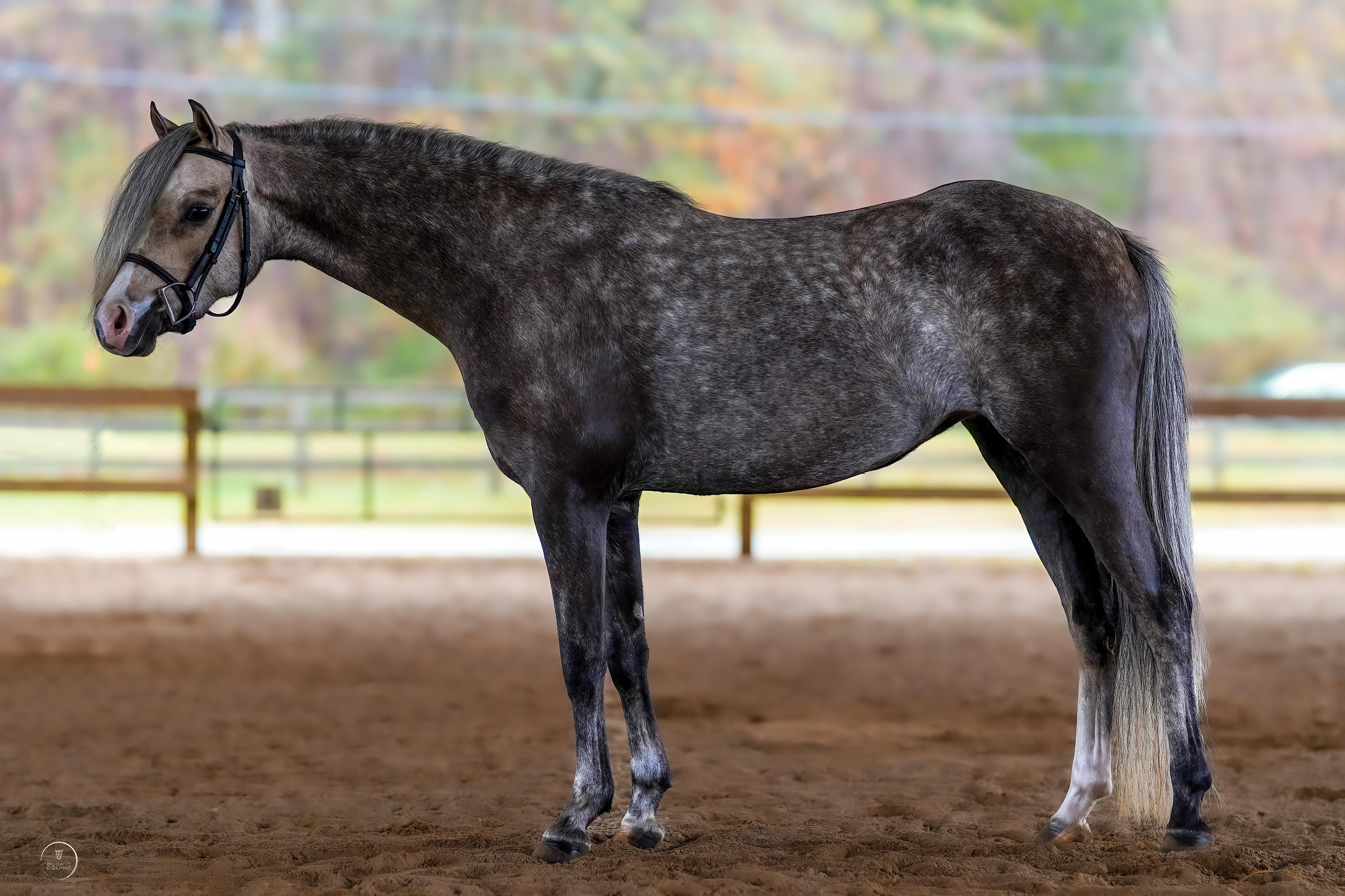 SBF Roosendaal’s Lady Ibiza Welsh Pony Hunter