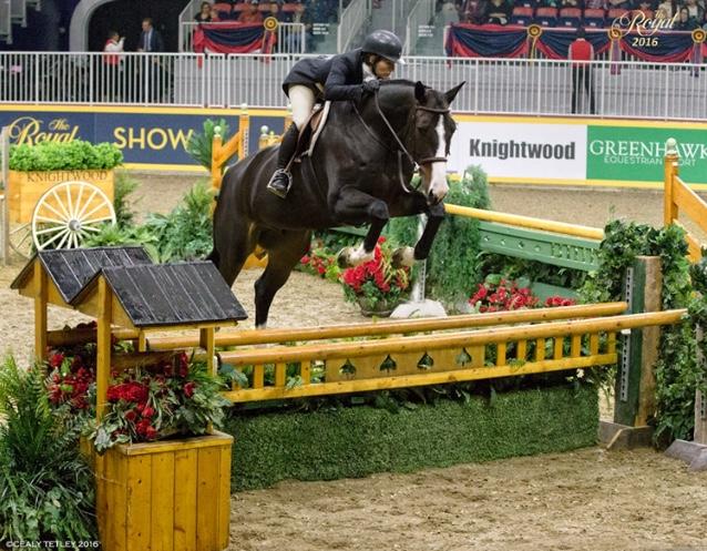 Excellent Balou Dutch Warmblood Equitation