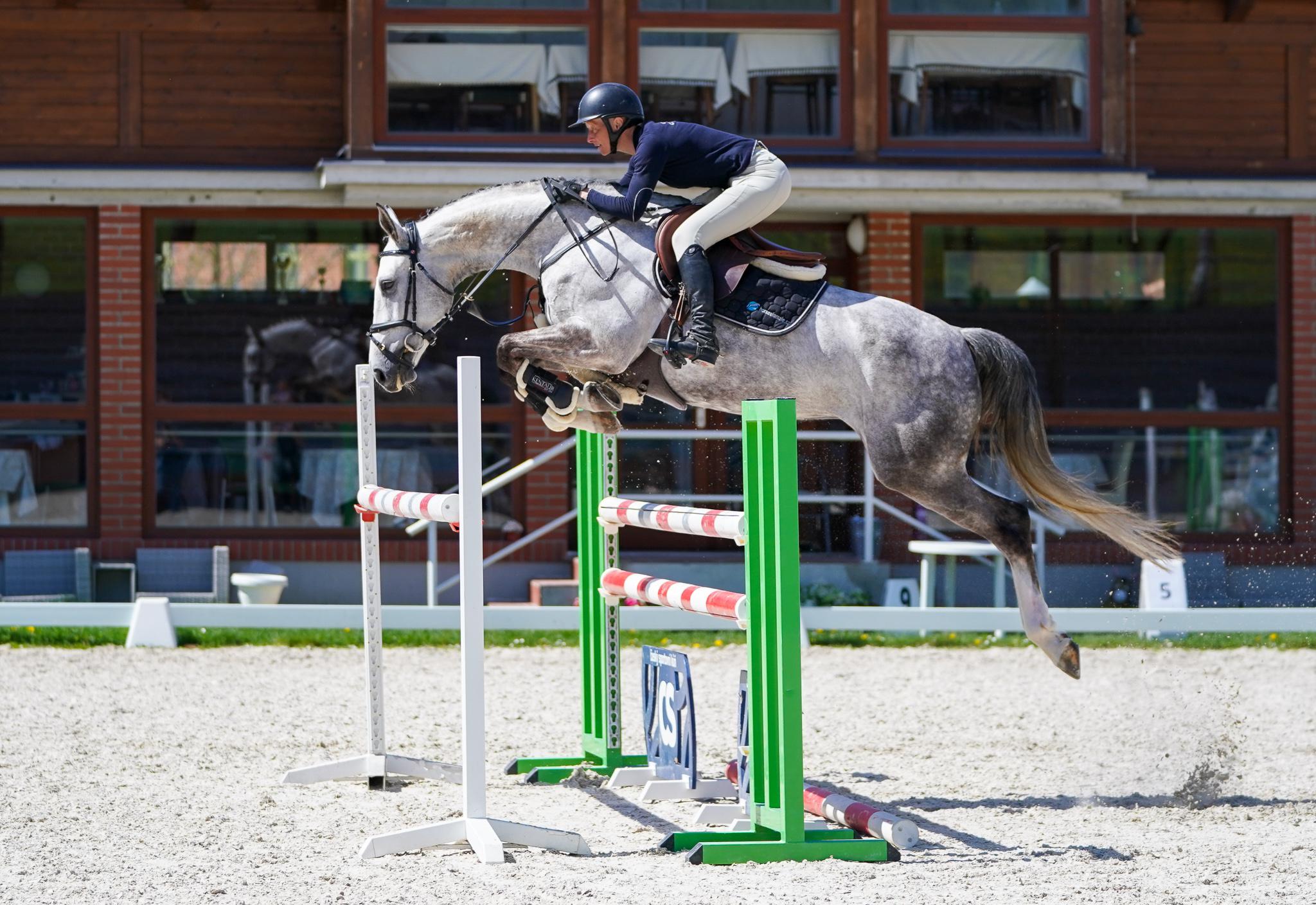 KANTILENA Czech Warmblood Jumper