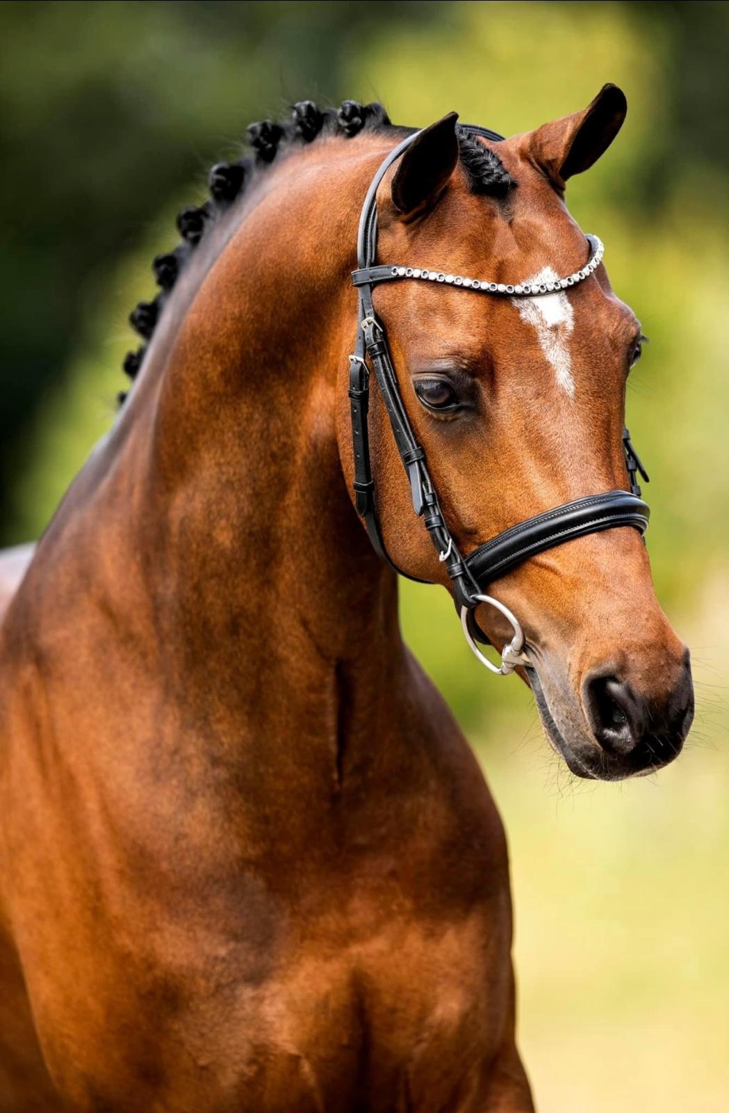 Lucky Boy Welsh Pony Jumper