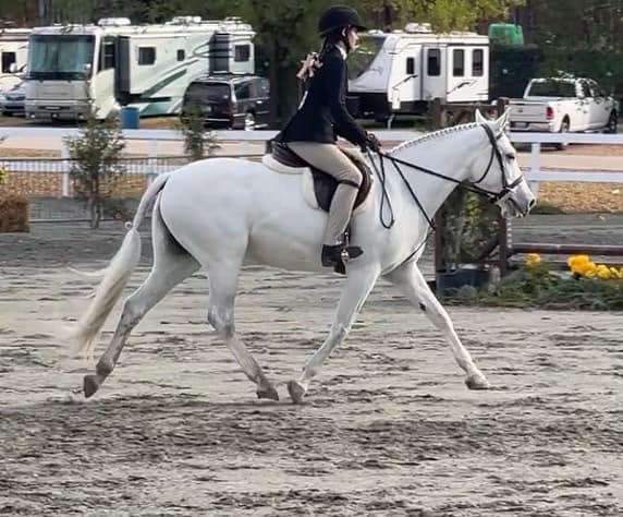 Rowan Oak's Butterfly Blue Welsh Cross Hunter