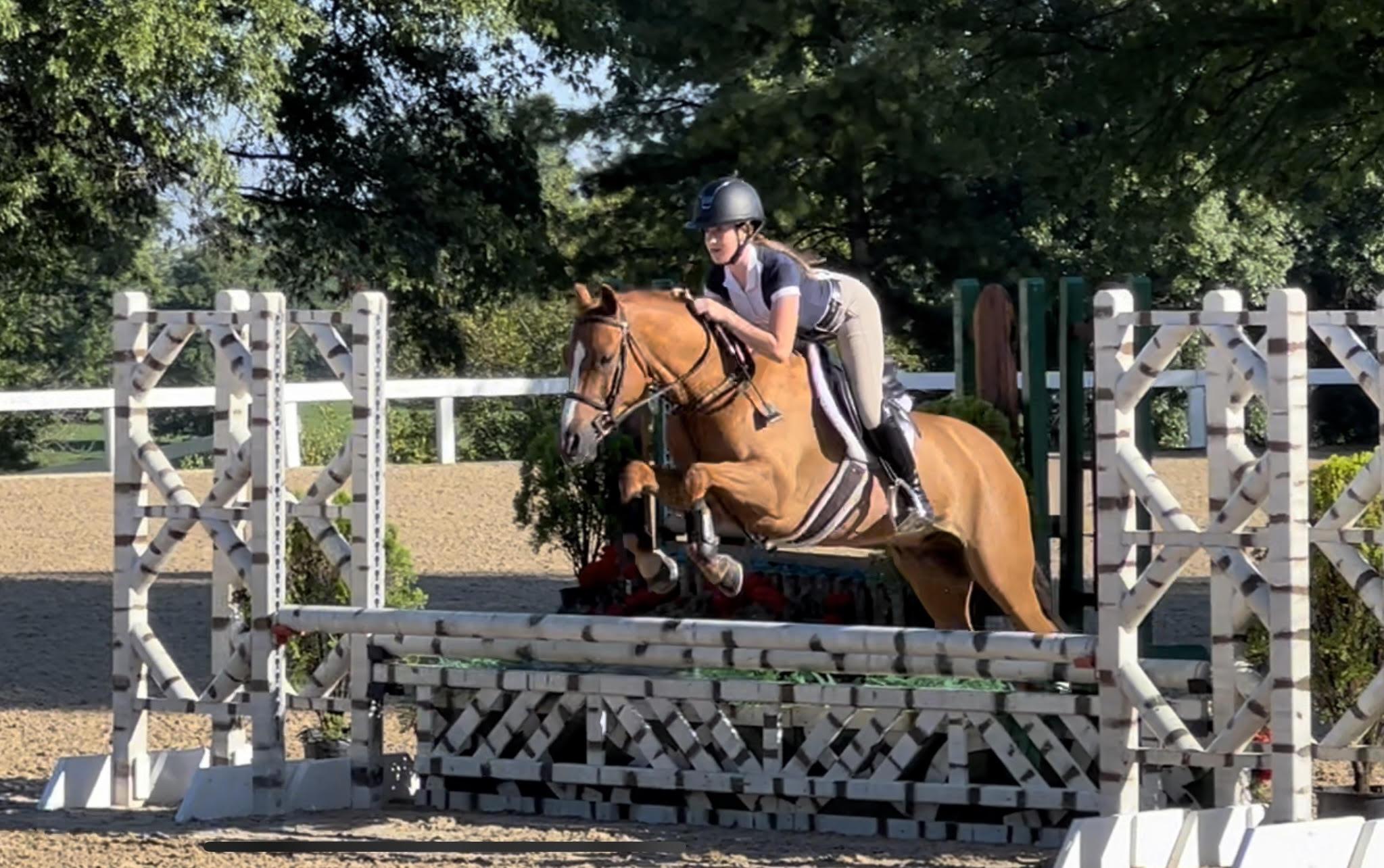 Greymeadows Cowabunga Welsh Cross Hunter