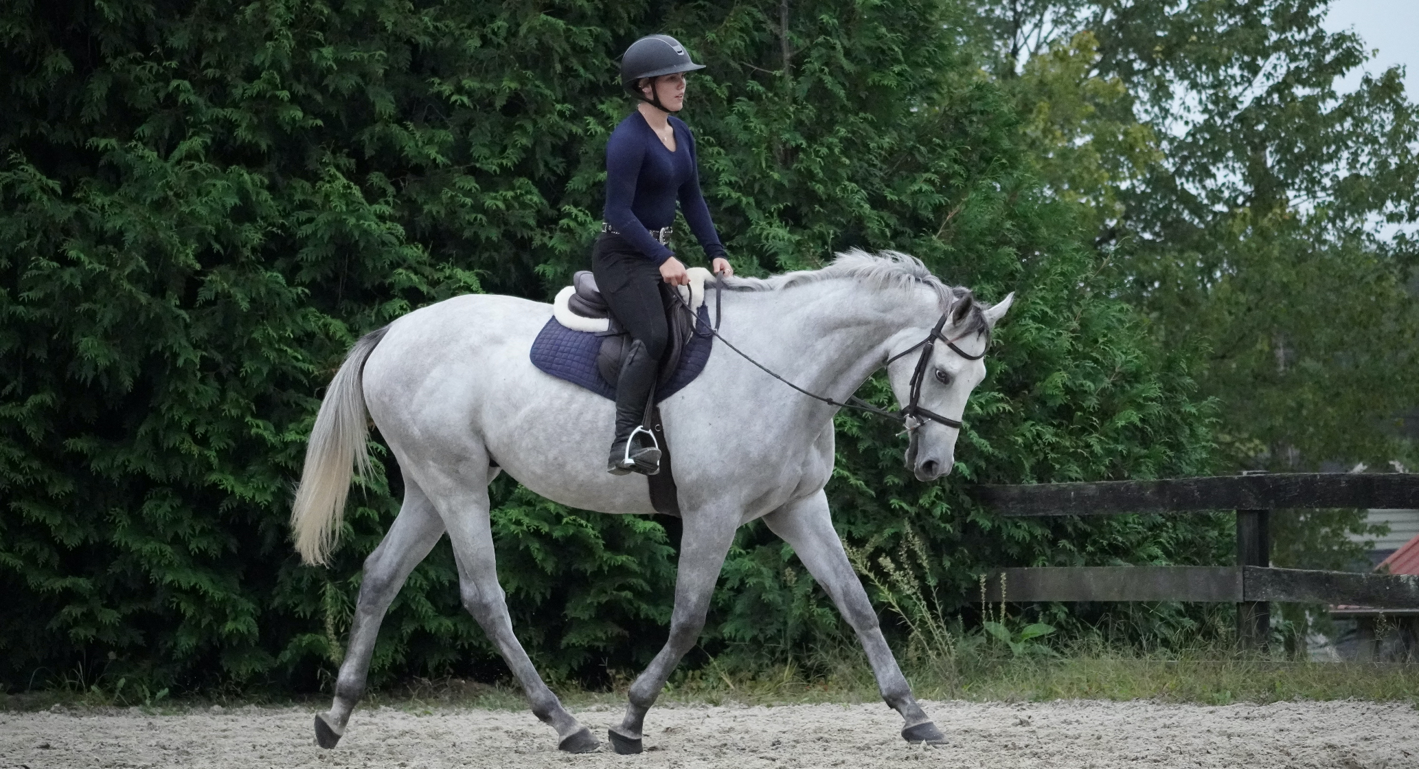 Mr Miles TB Equitation