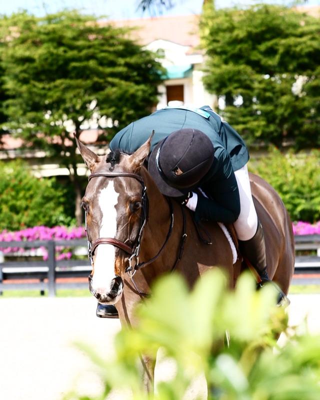 Small Junior Hunter Westphalian Hunter