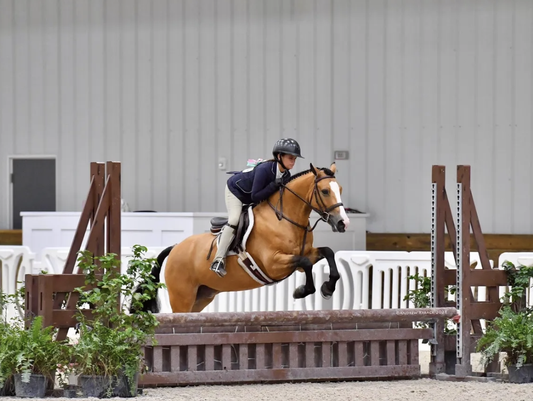 SH Peter Pan Other Breed Hunter