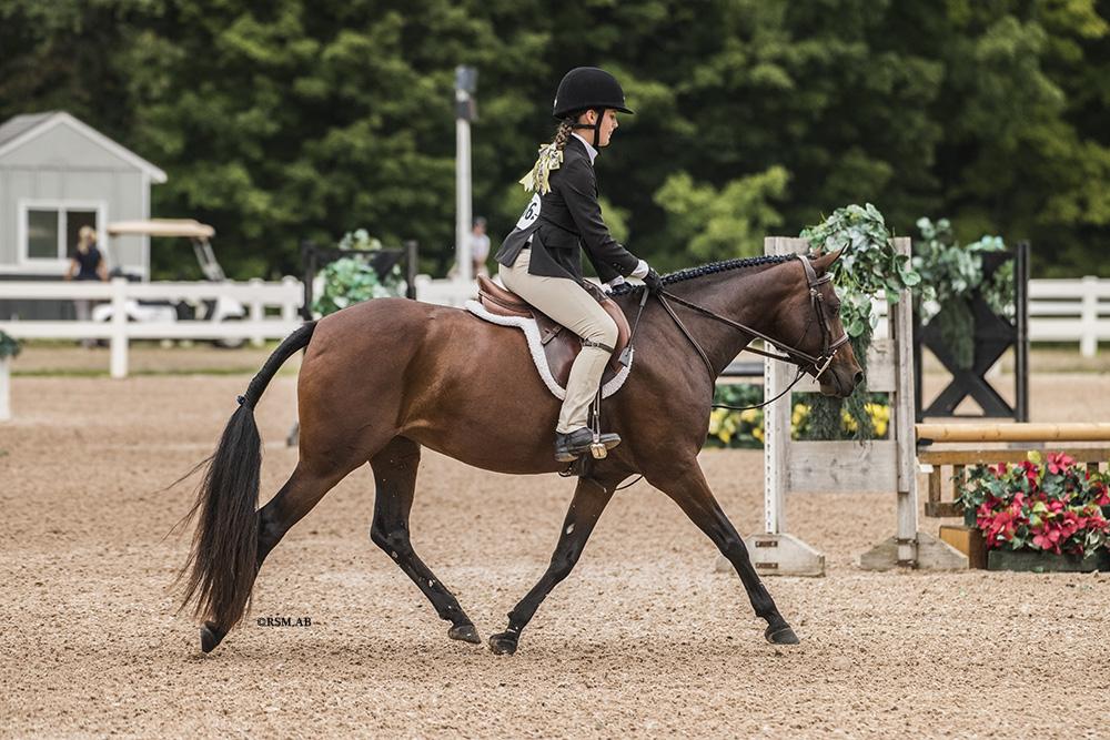 Bo's Gypsy Girl Welsh Cross Hunter