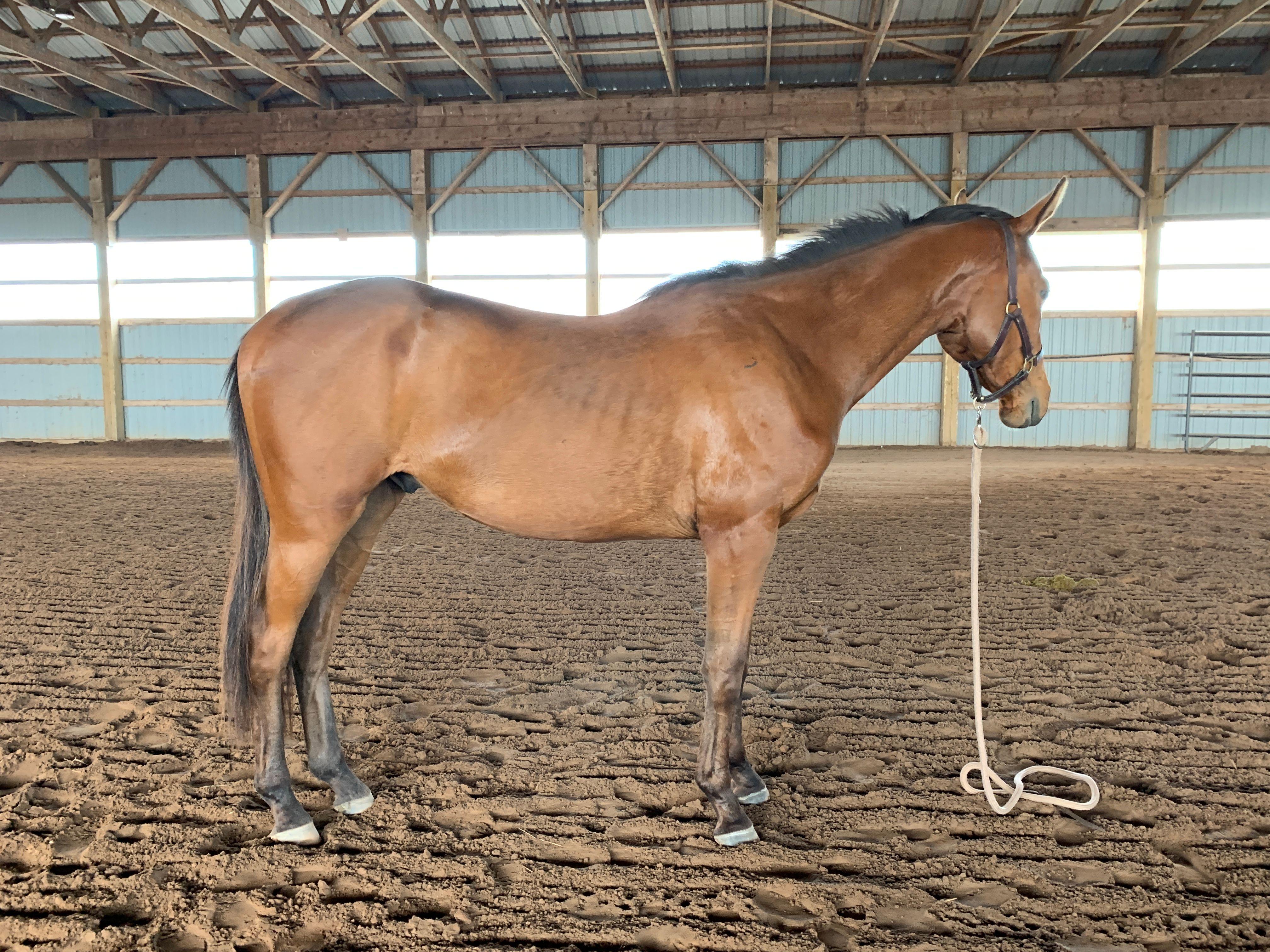 Quarry Lane Huntsman Warmblood Cross
