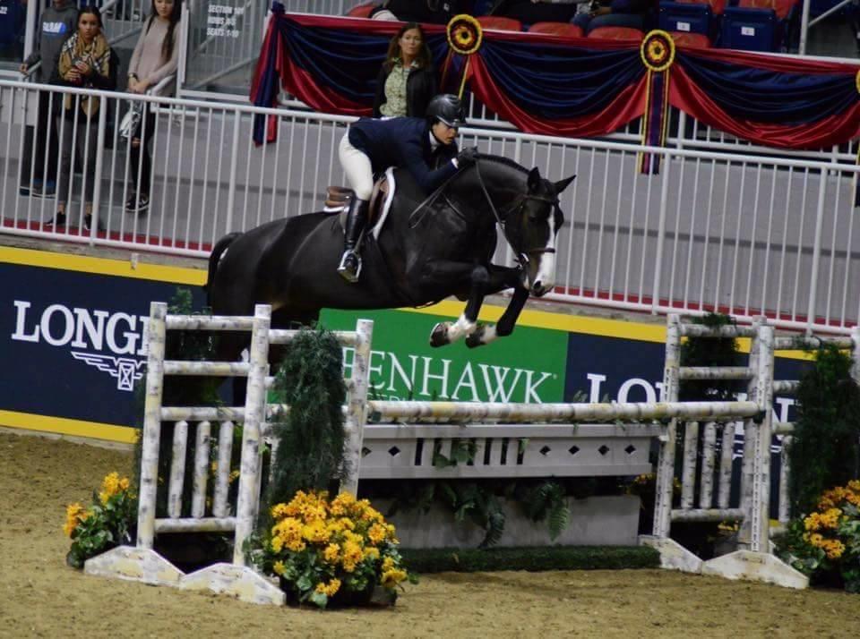 Excellent Balou Dutch Warmblood Equitation