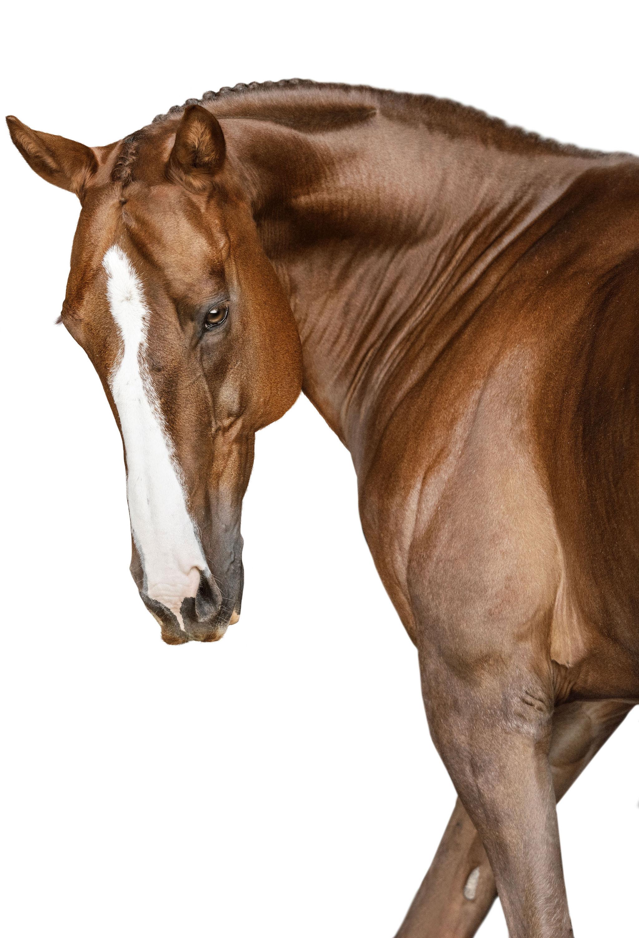 Tetelestai Wsh American Warmblood Jumper