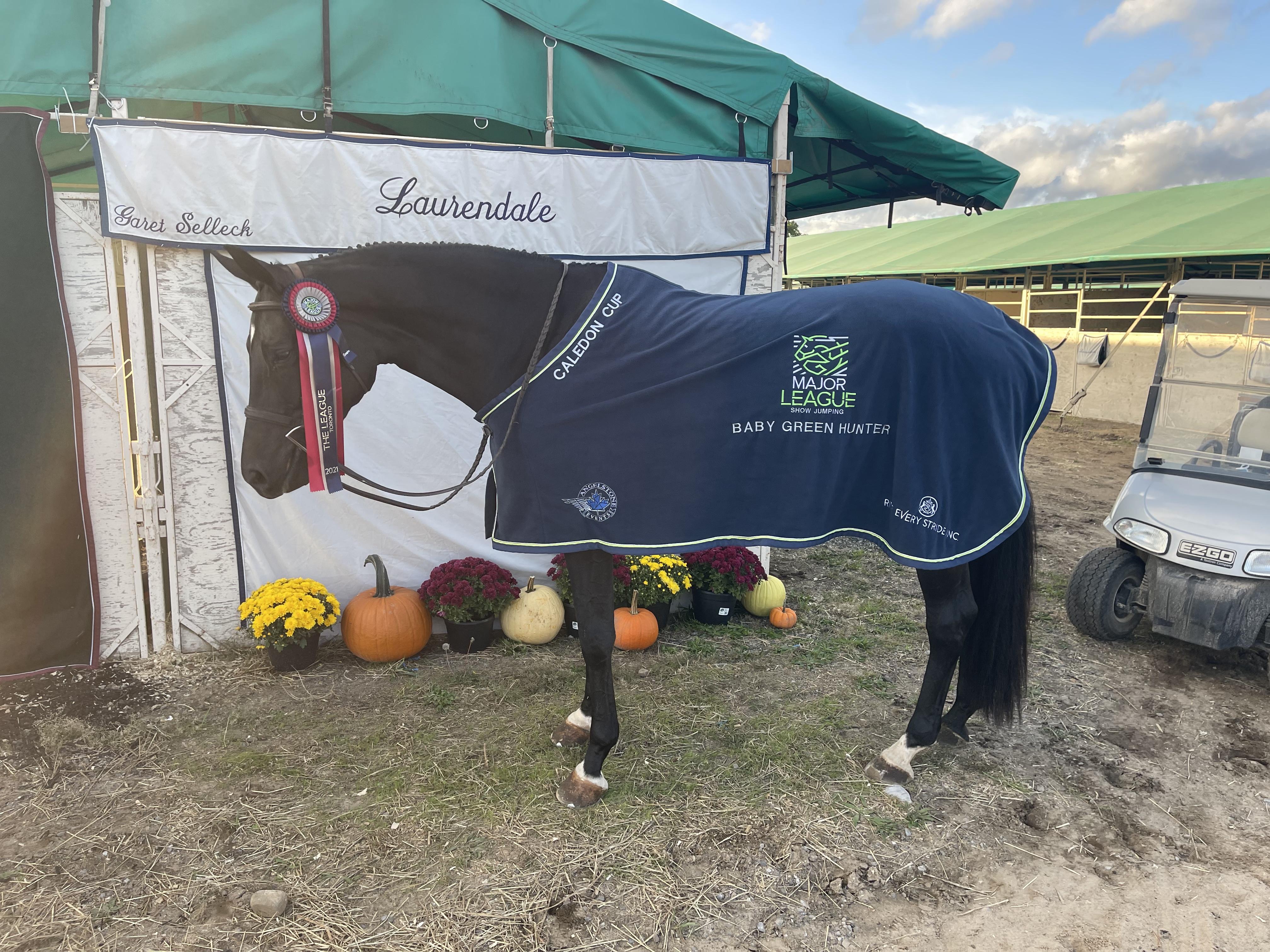 Whittaker Warmblood Hunter