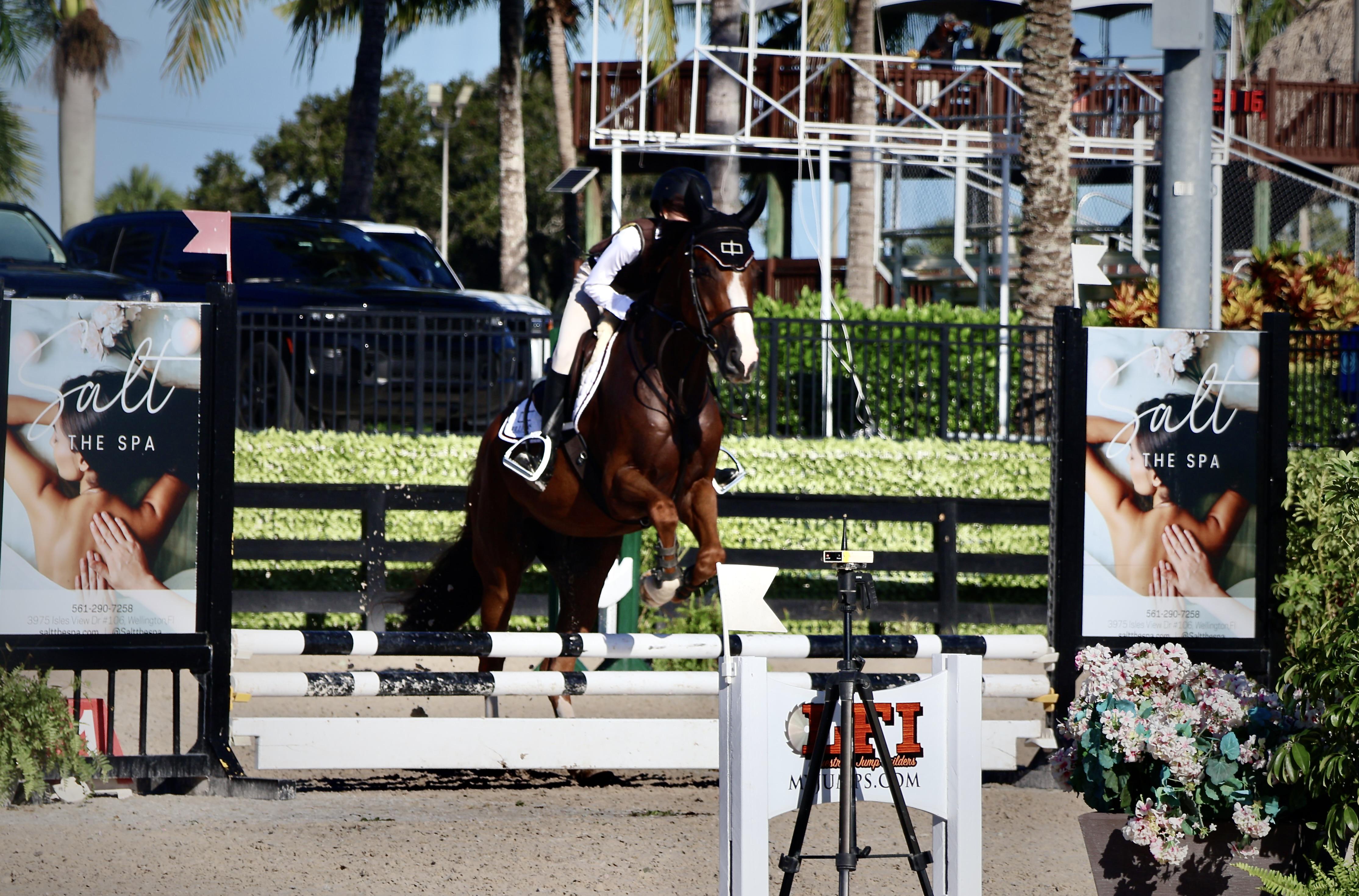 Tetelestai Wsh American Warmblood Jumper
