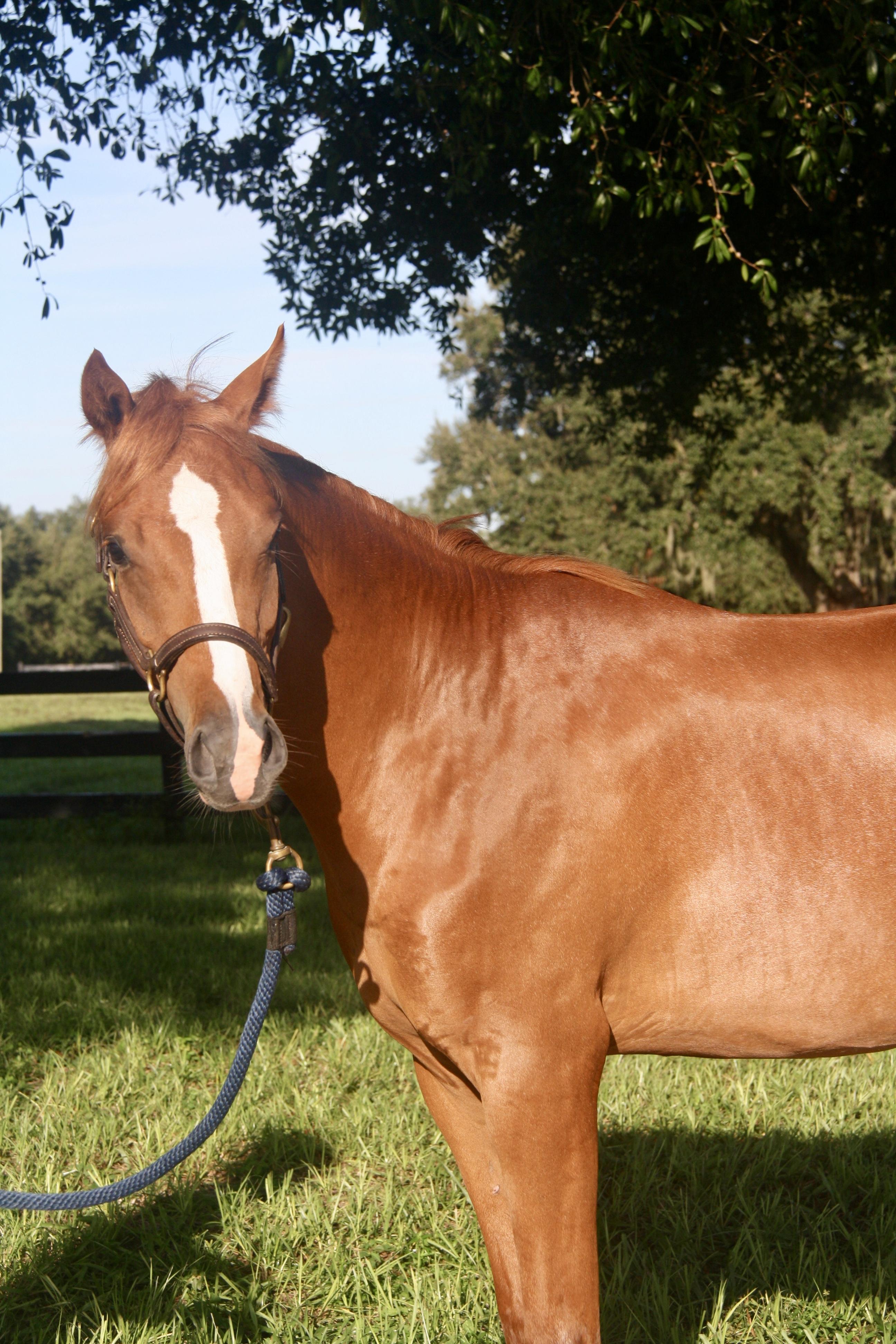 Dragon Power Westphalian Hunter