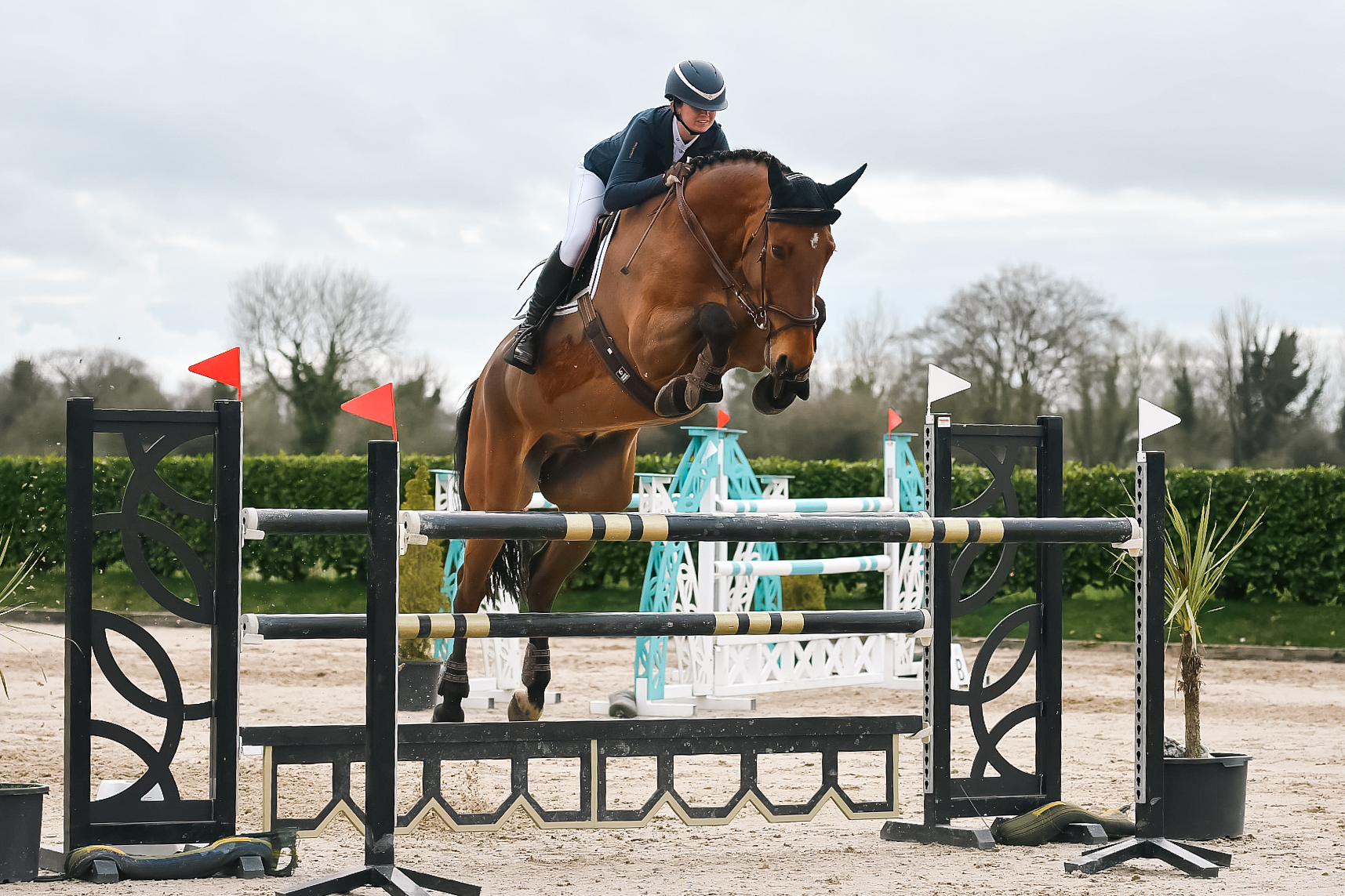 Dalivan Flush Irish Sport Horse Jumper