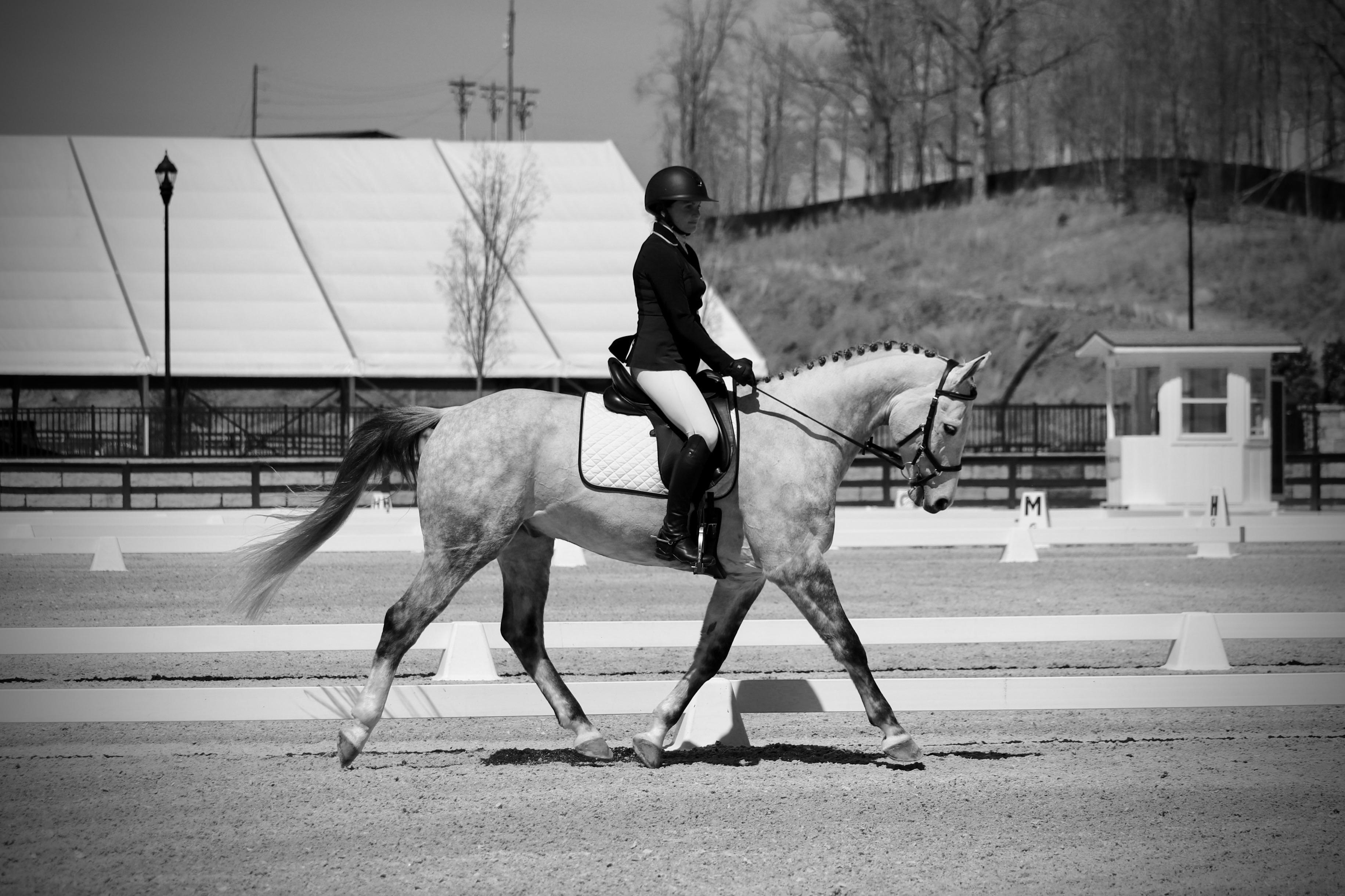 Christopher GS Warmblood Cross Jumper