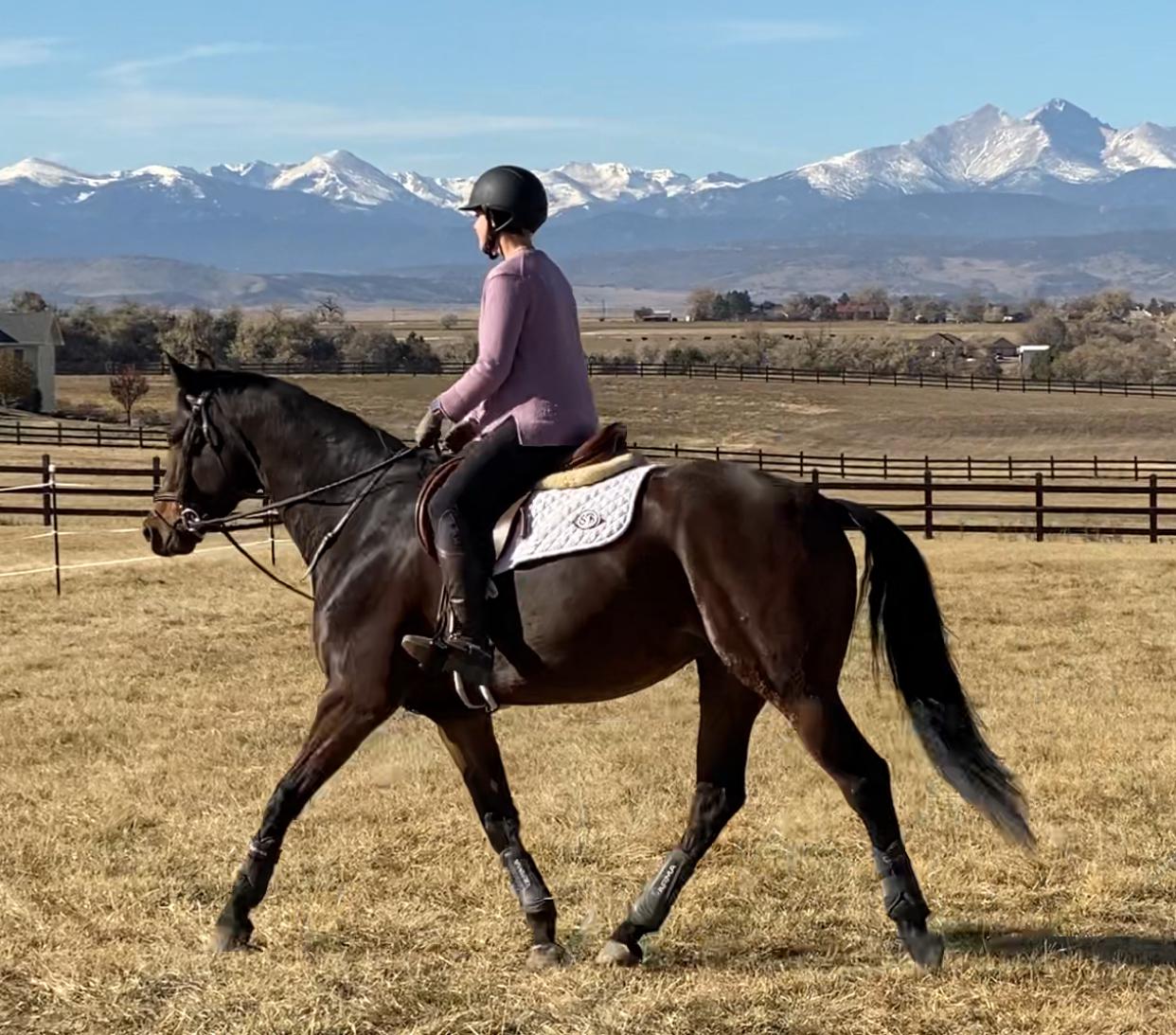 Story Holsteiner Jumper